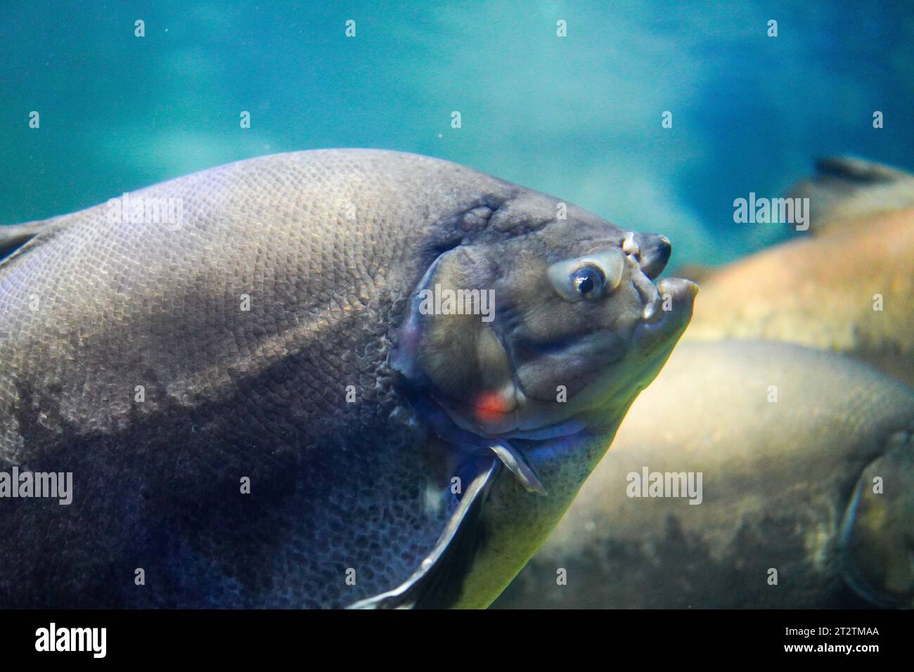 Close-up view of the giant Pacu fish, also known as Tambaqui (Colossoma ...