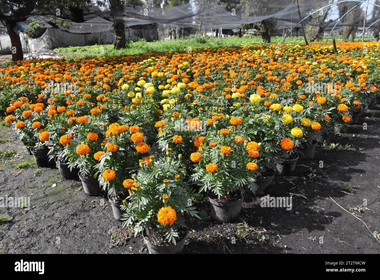 Rows of cempasuchil hi-res stock photography and images - Alamy
