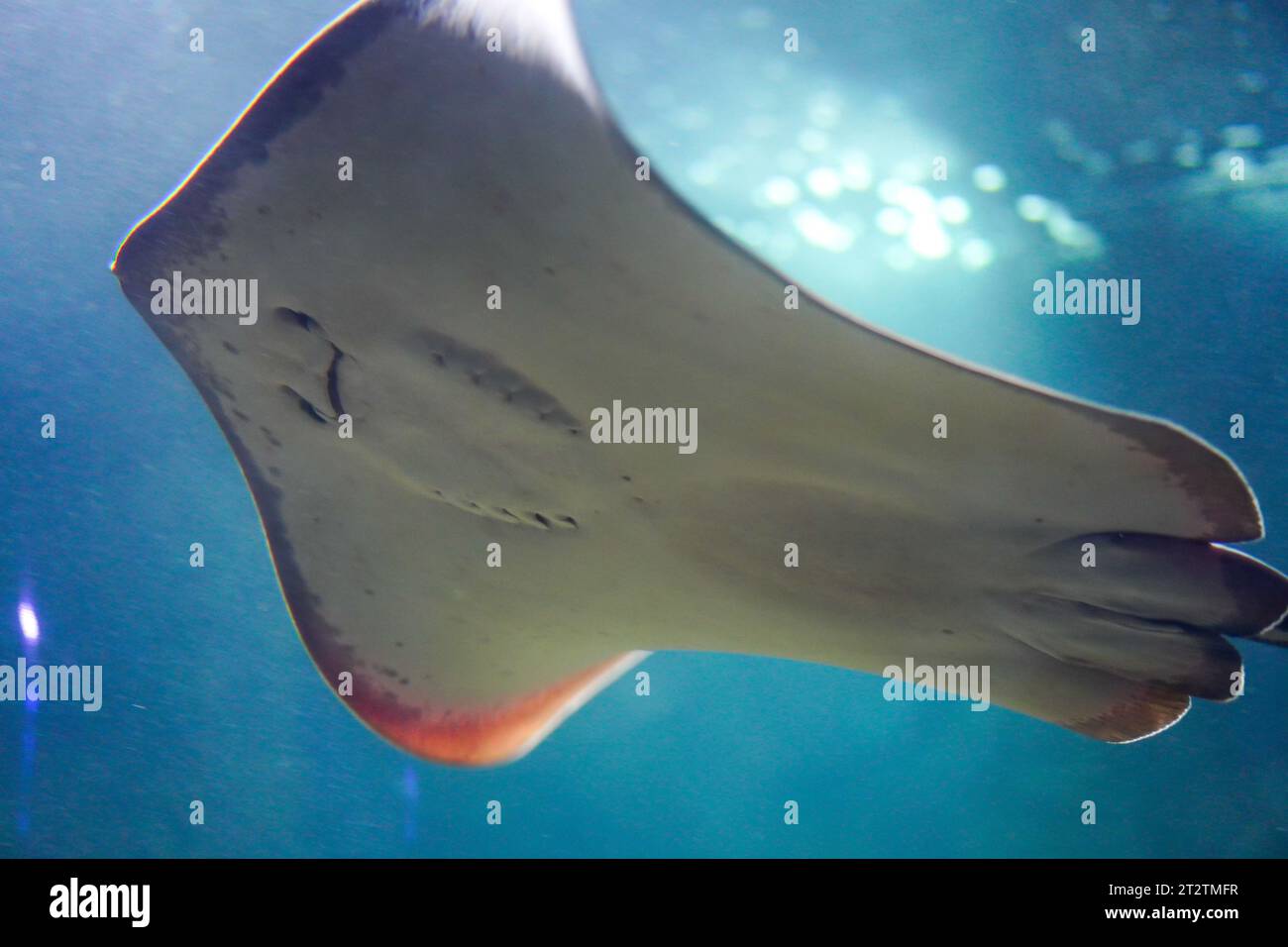 Stingray face hi-res stock photography and images - Alamy