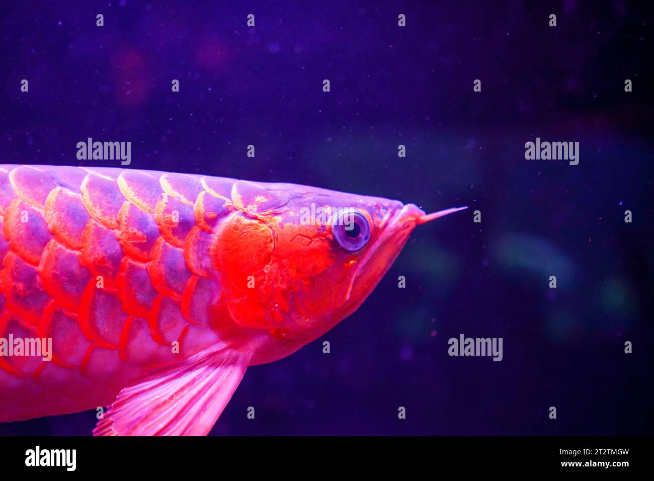 A close-up and detailed photograph of the lovely red arowana fish, also ...