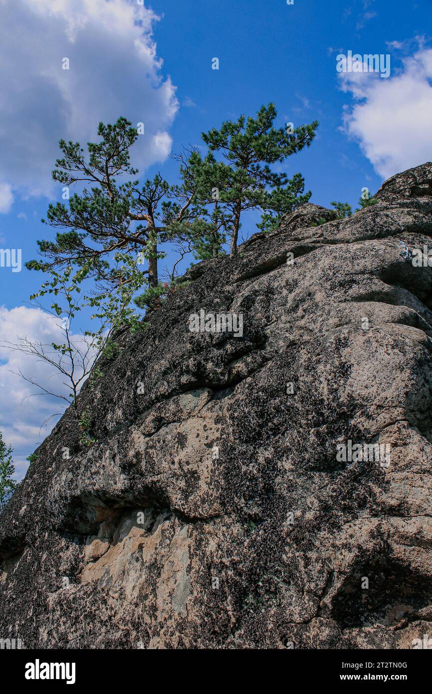 Power of nature pine tree growing on a stone. Coniferous trees grow on ...