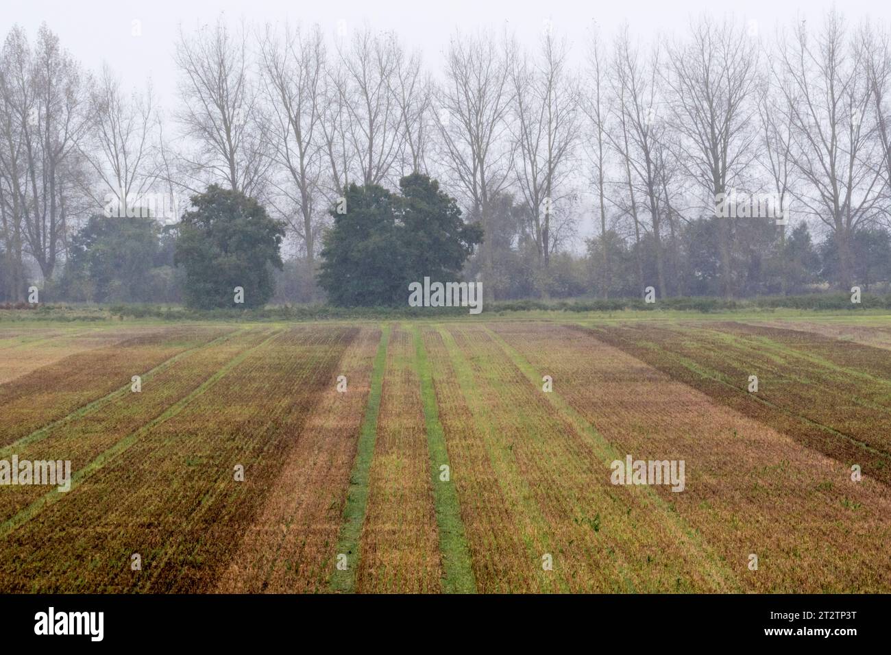 Mist field norfolk england hi-res stock photography and images - Alamy