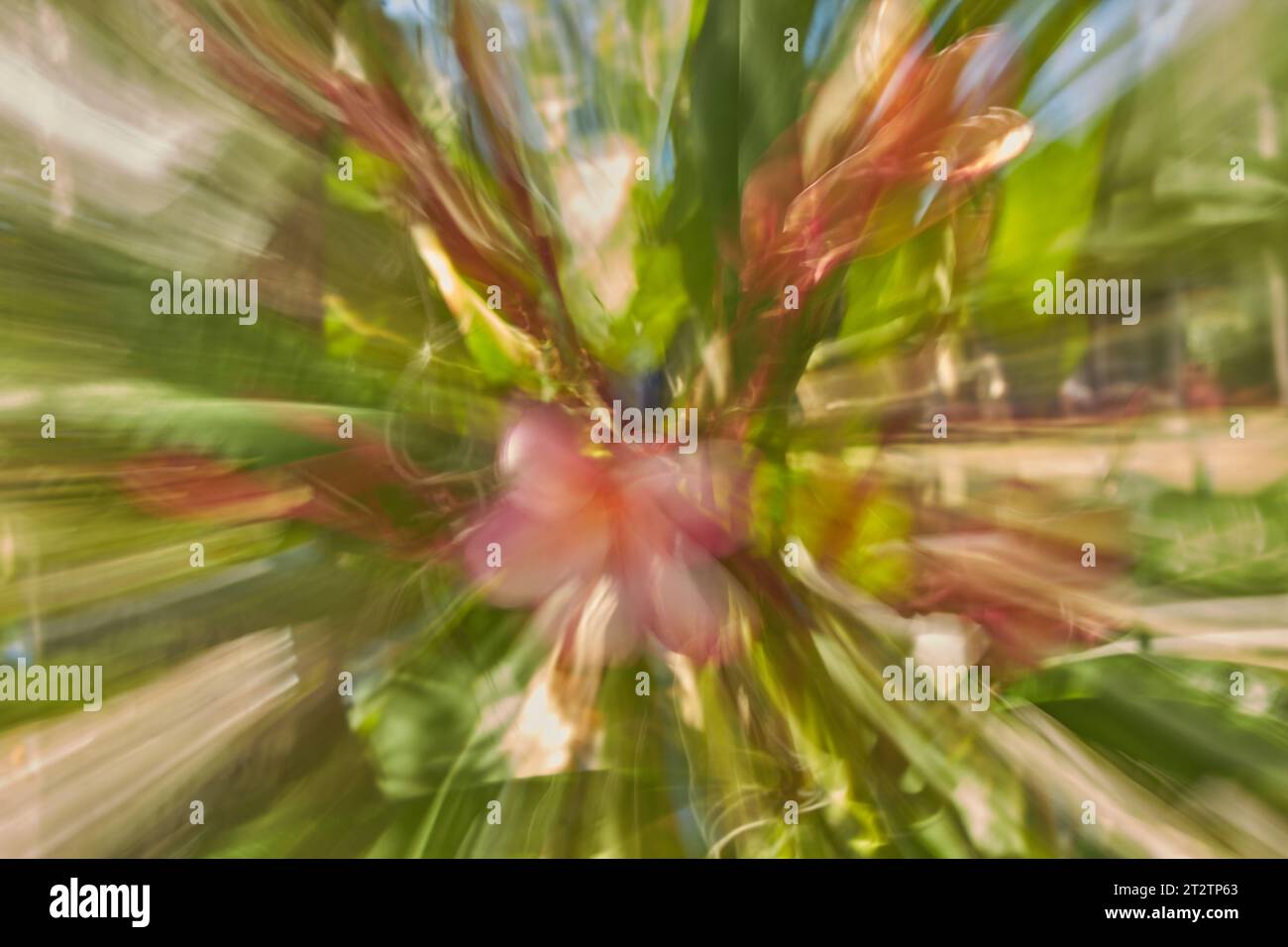 ICM-Intentional Camera Movement Photography, Intentional Blurring ...