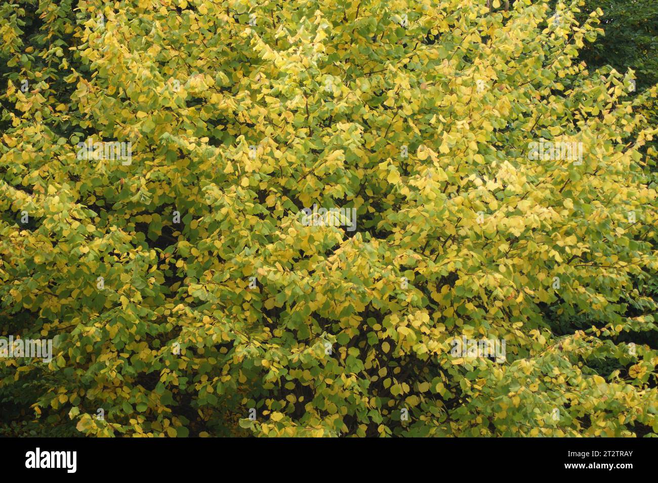 Yellow tree leaves covered hi-res stock photography and images - Alamy
