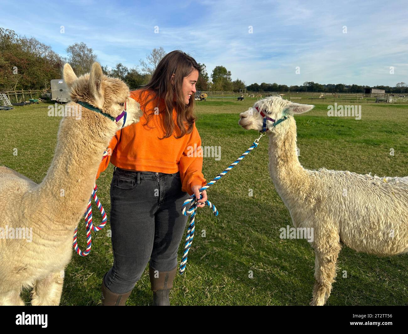Young woman outdoors, holding lead of Huacaya and Suri alpacas, taking ...
