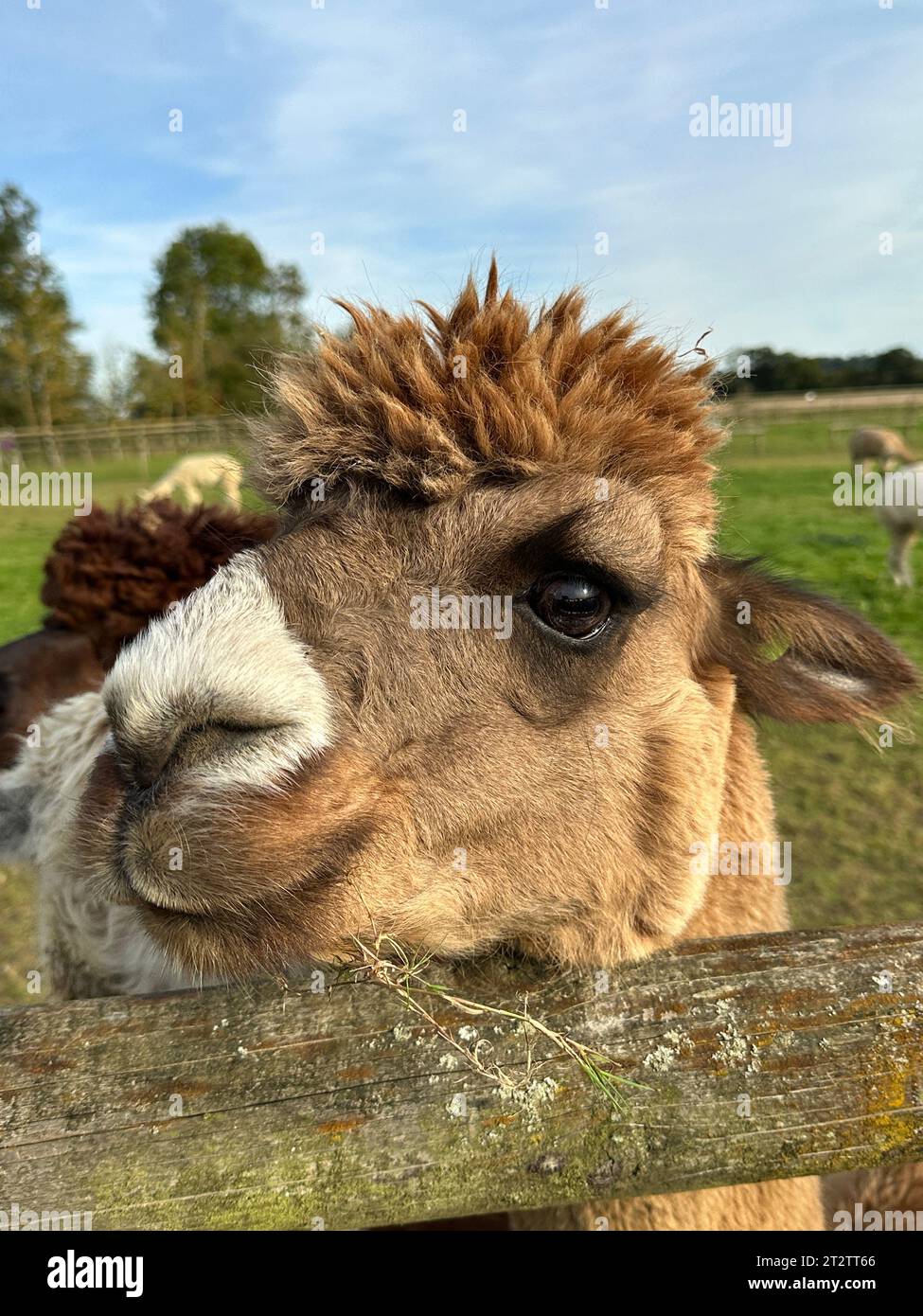 Huacaya alpaca portrait, chewing the cud. Cute domesticated animal ...