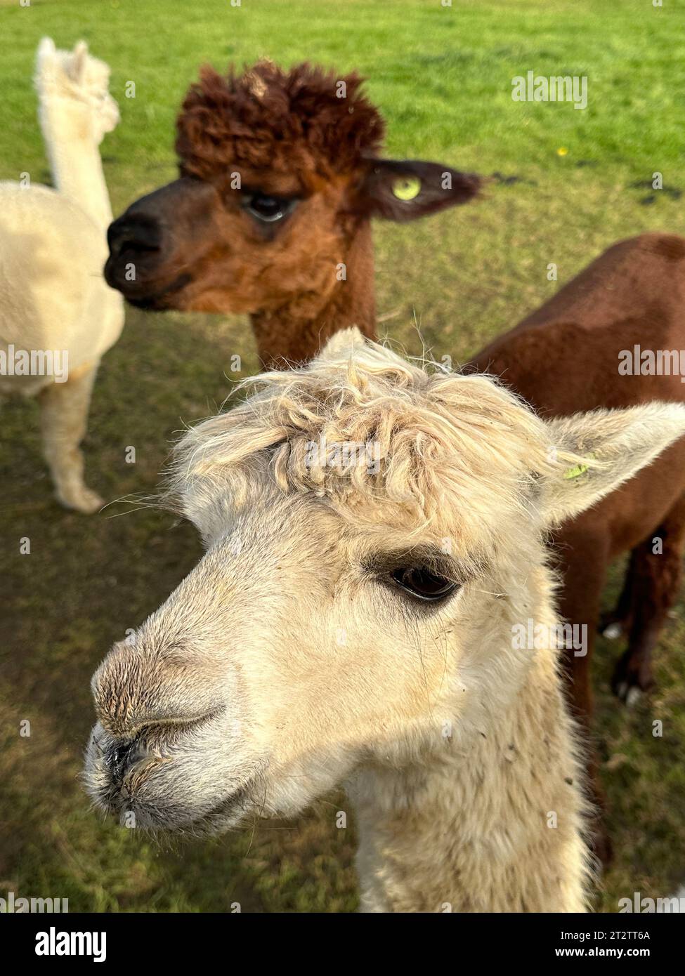 Domesticated animals hi-res stock photography and images - Alamy