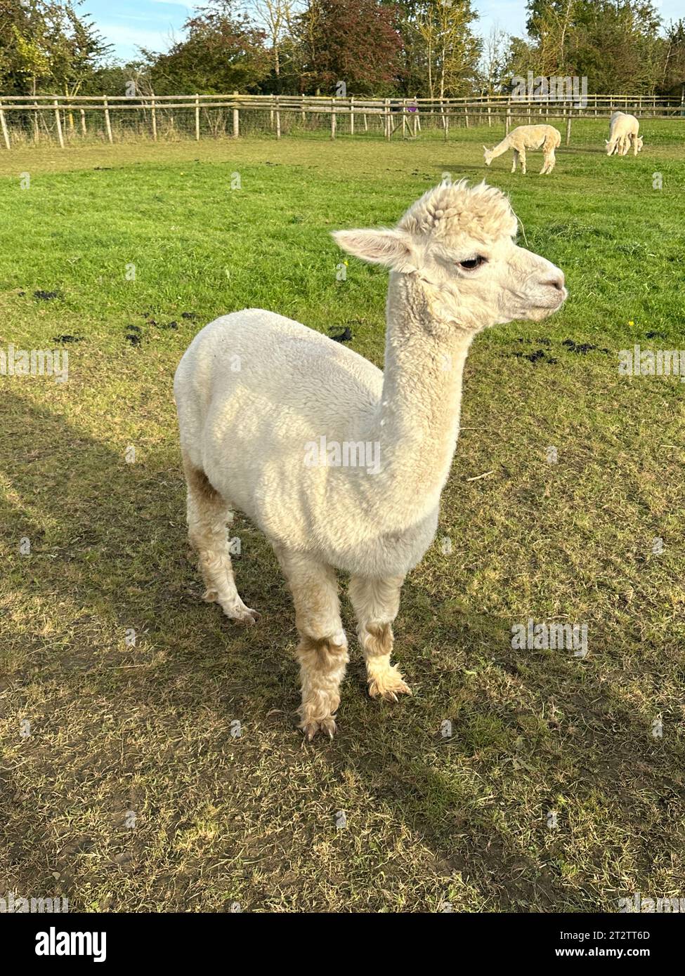 Cute white Huacaya alpaca, domesticated animal, lama pacos Stock Photo ...