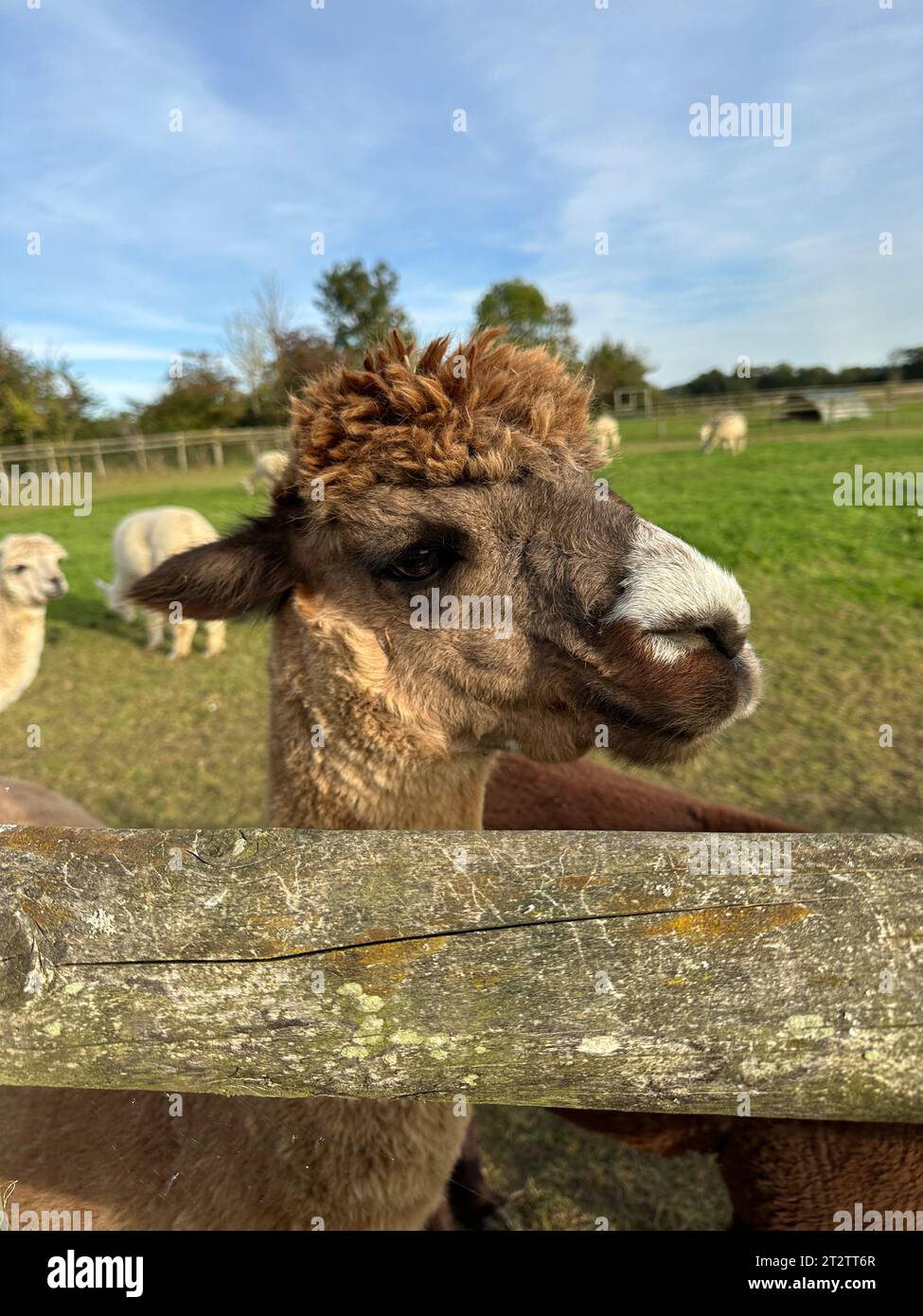 Cute Huacaya alpaca, domesticated animal, lama pacos Stock Photo - Alamy