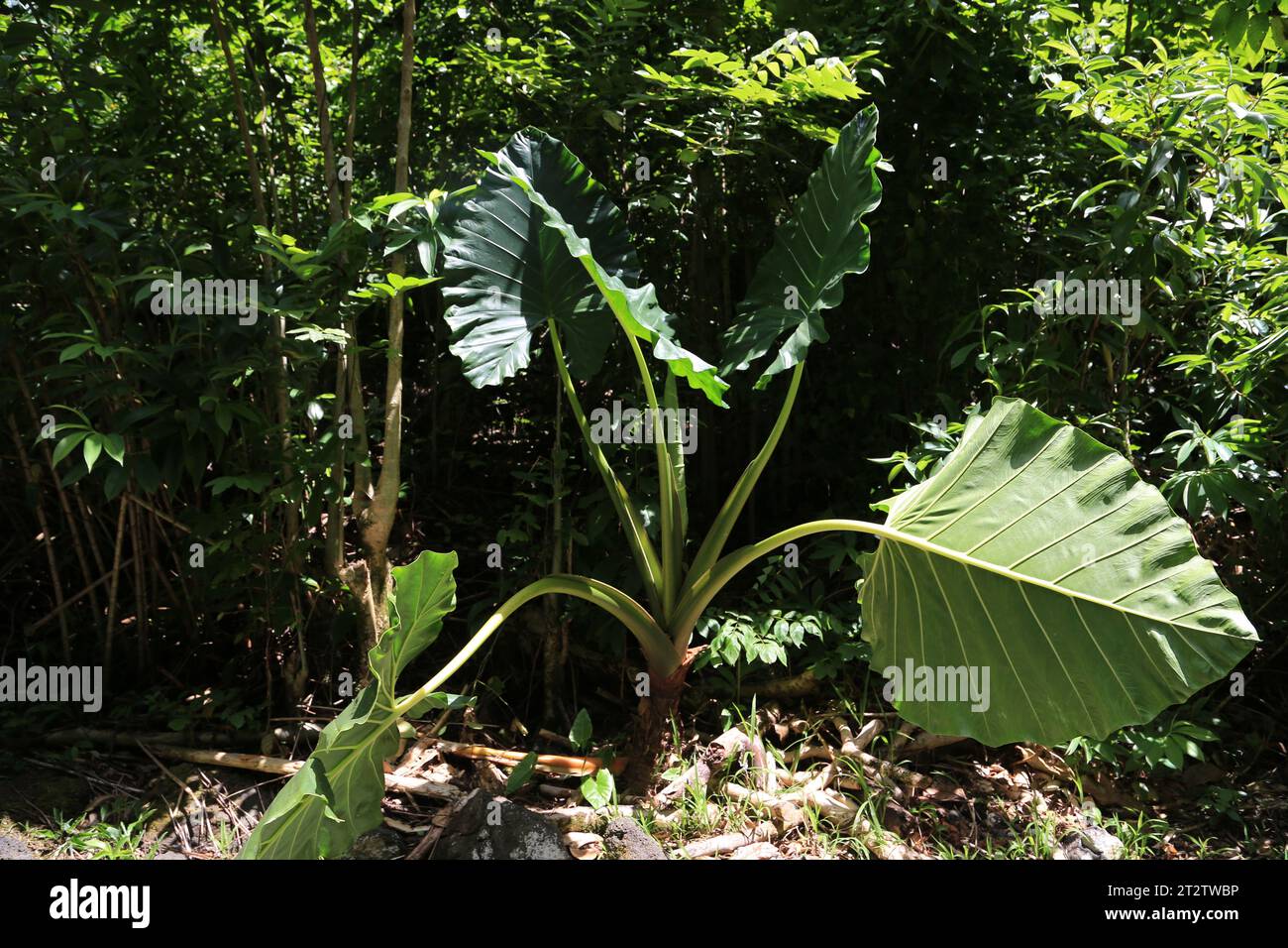 The site of the 3 Cascades of Te Fa’aurumai on the east coast of the ...