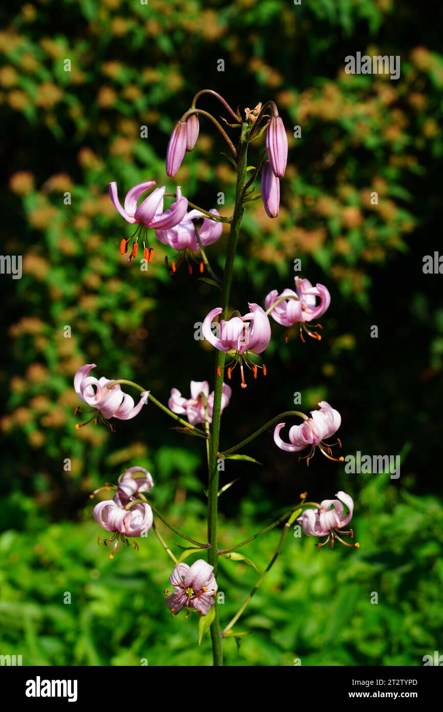 View of a pink lily flower with upside down reflexed petals Stock Photo ...