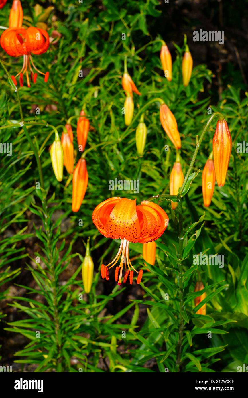 View of a black and orange Turk's Cap Lily (Lilium superbum) with ...