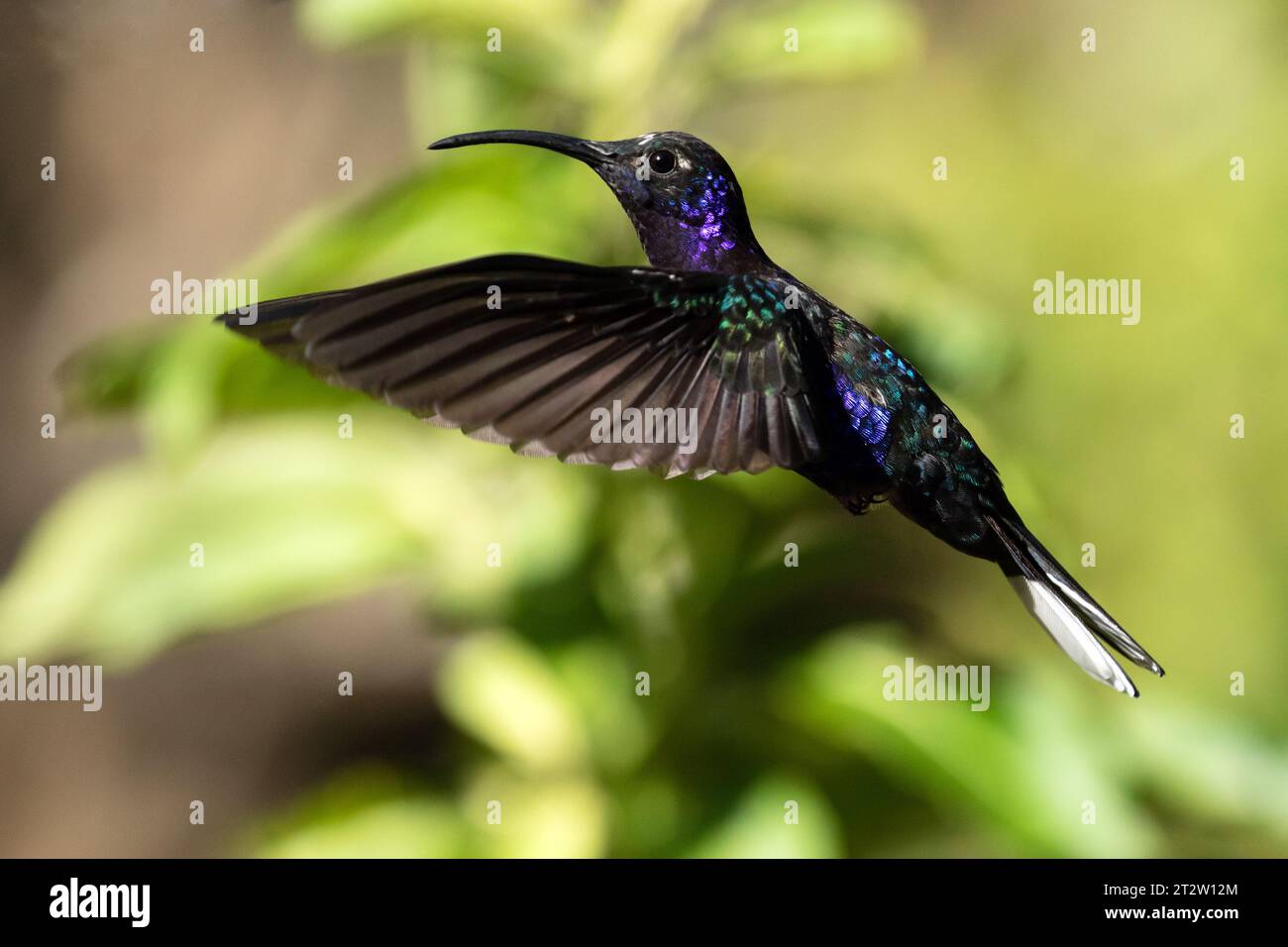 Closeup of a male Violet Sabrewing hummingbird, in flight in Chiriqui ...