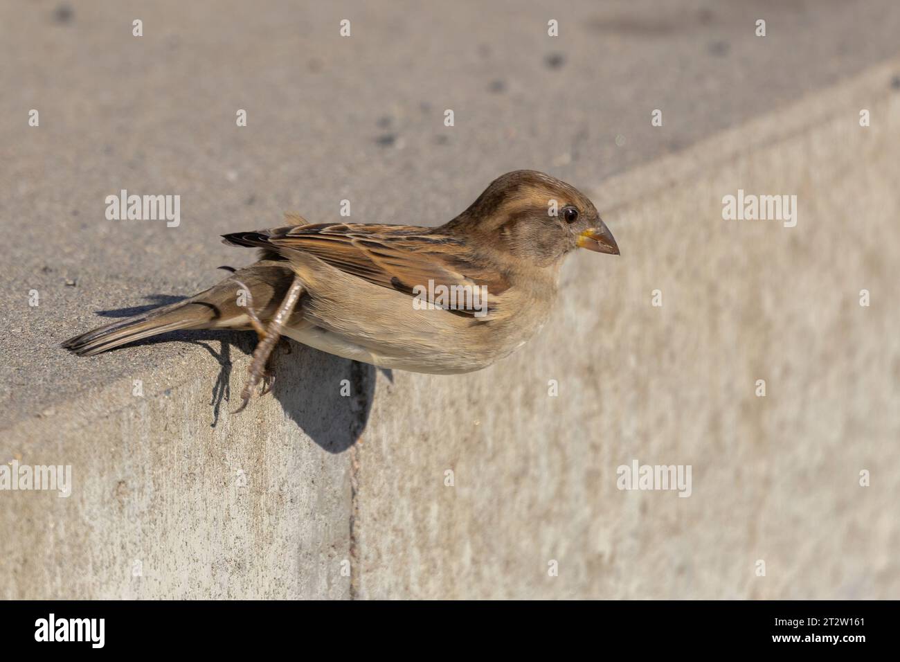 Jumping up and down hi-res stock photography and images - Alamy