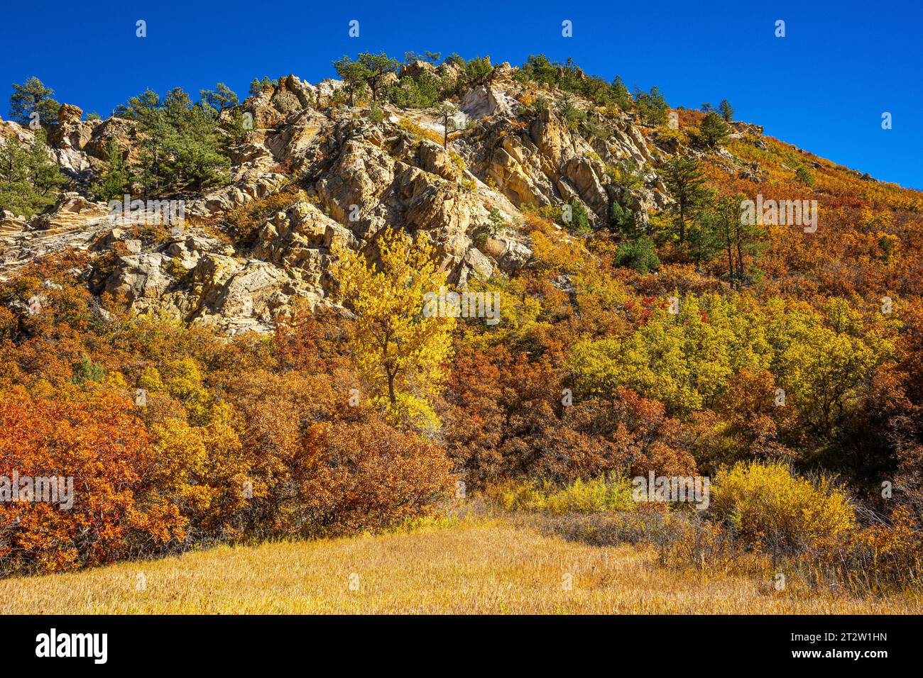 Autumn colors highlighted against the red rocks and blue sky in ...