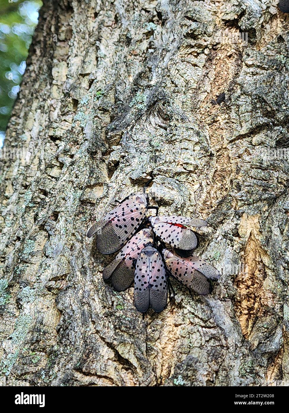 Invasive spotted lanternfly hi-res stock photography and images - Alamy