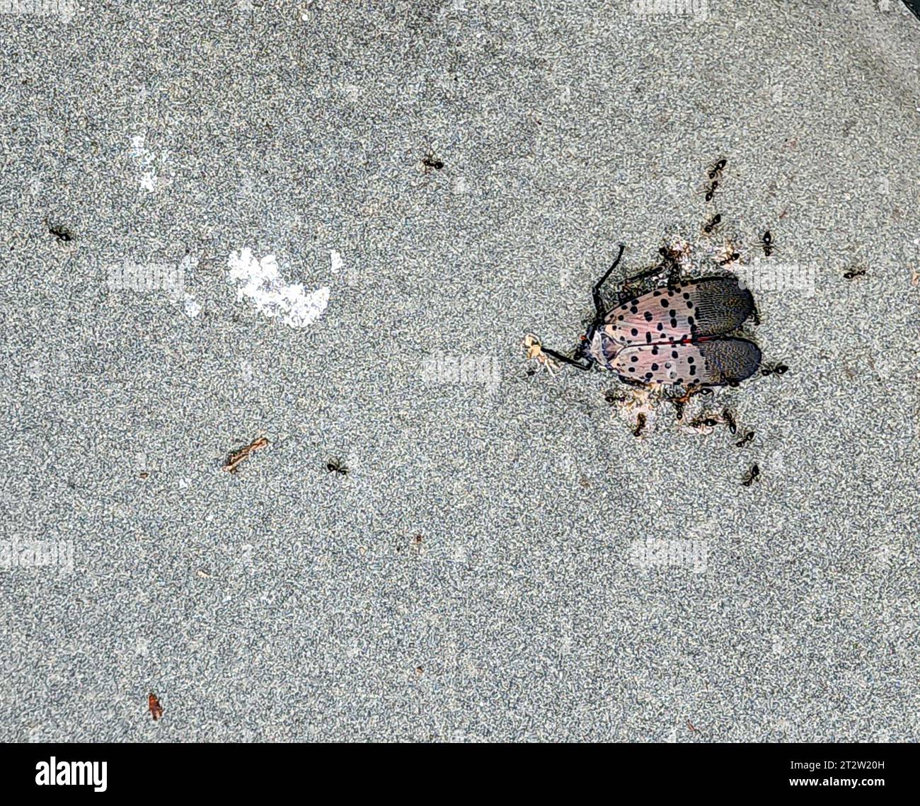 Spotted lanternfly dead hi-res stock photography and images - Alamy