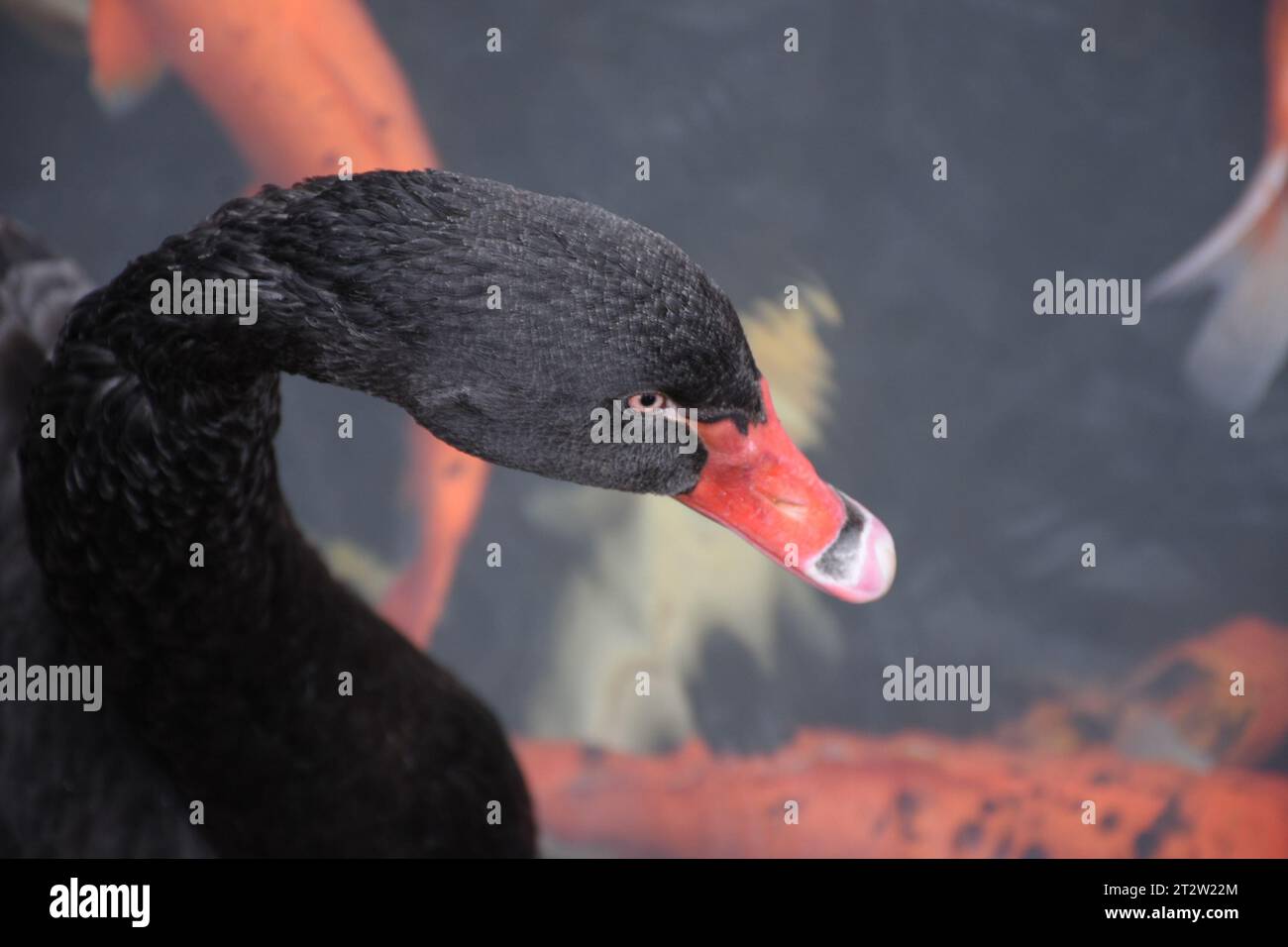 Swan nose hi-res stock photography and images - Alamy