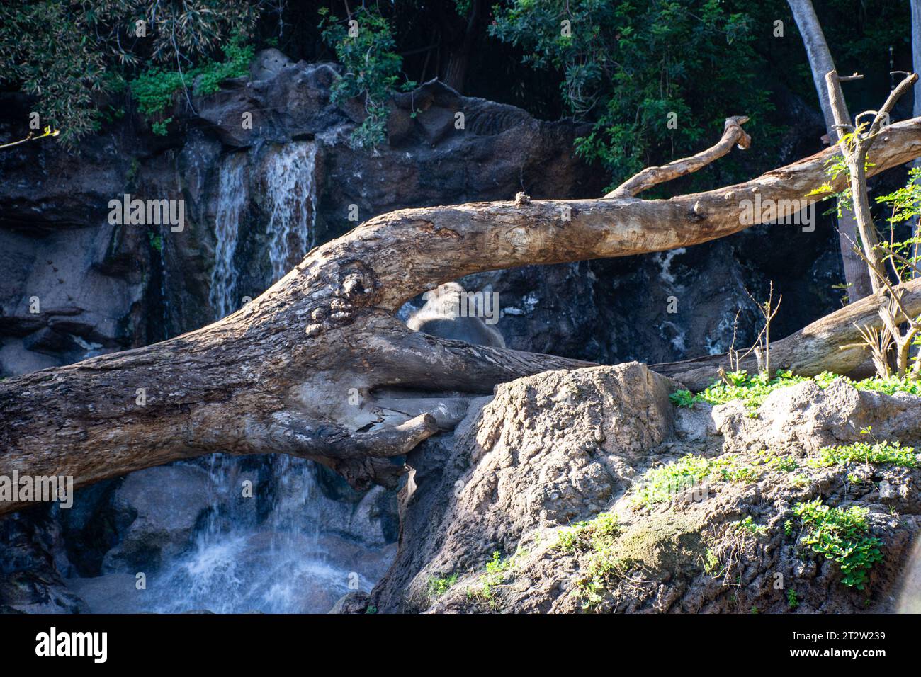 Wild animals living in the wild. Tenerife, Canary Islands, Spain Stock ...