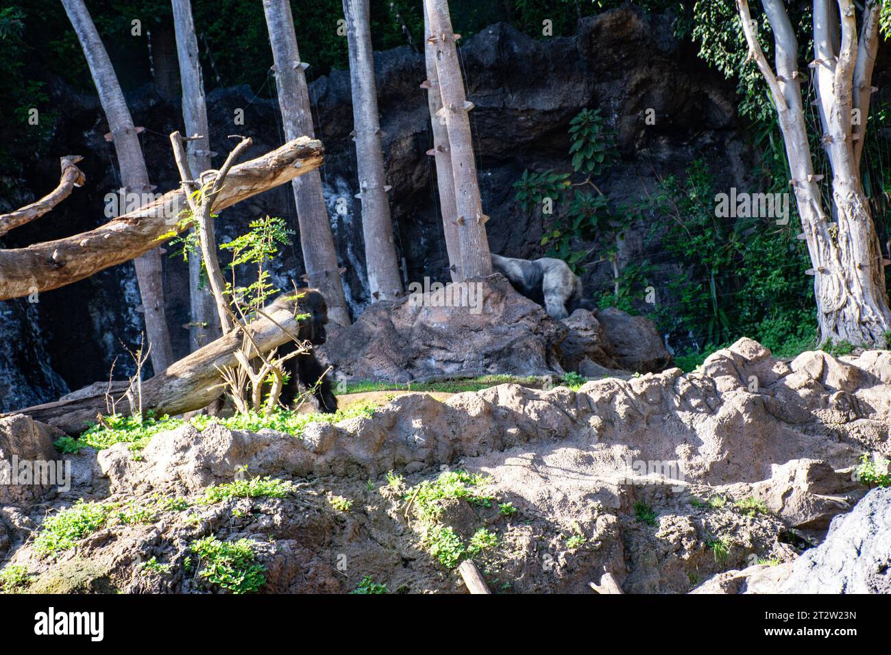 Wild animals living in the wild. Tenerife, Canary Islands, Spain Stock ...