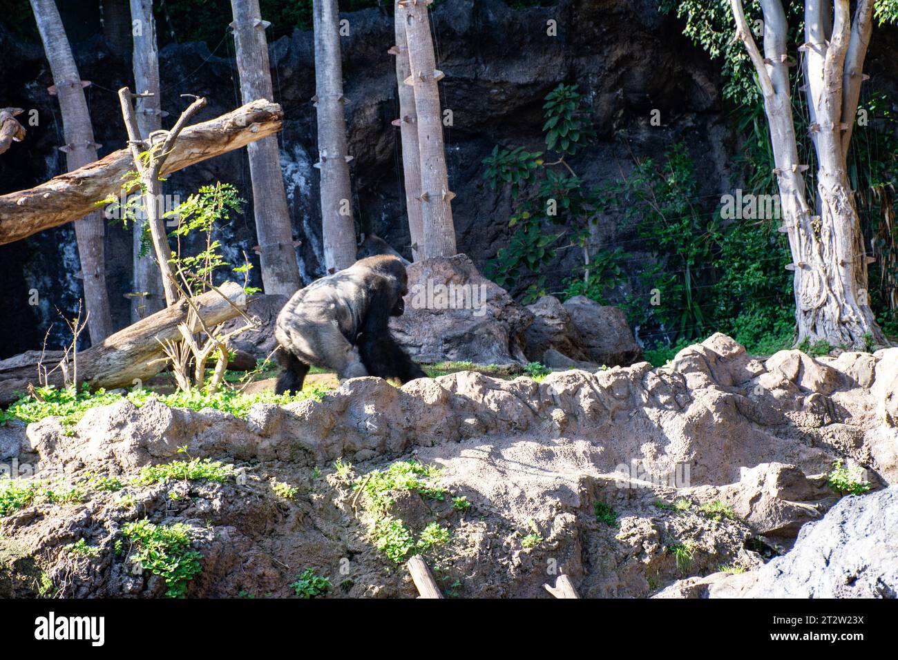 Wild animals living in the wild. Tenerife, Canary Islands, Spain Stock ...