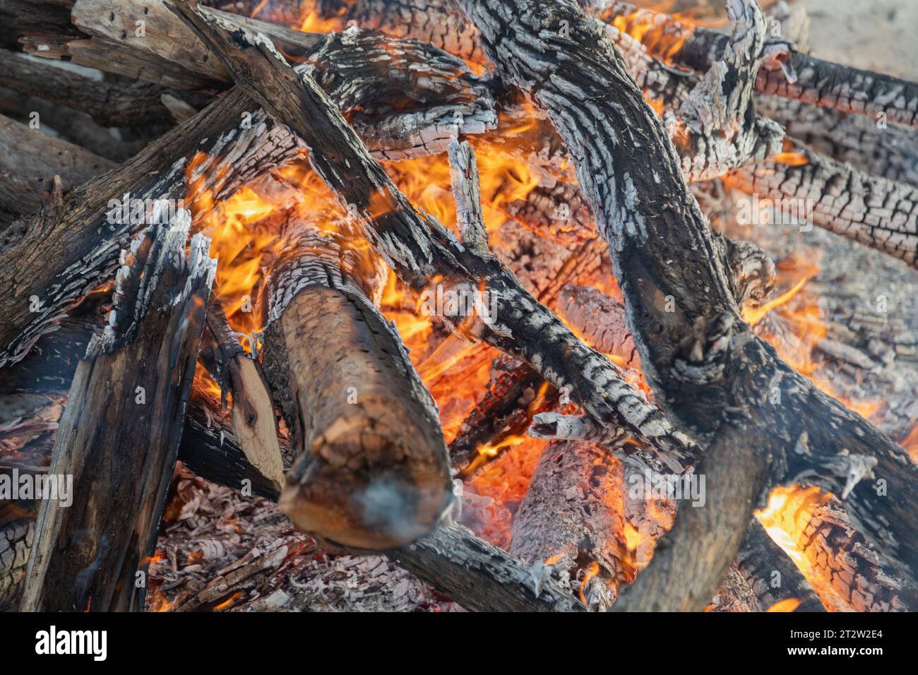 closeup bonfire with logs and branches from acacia trees Stock Photo ...
