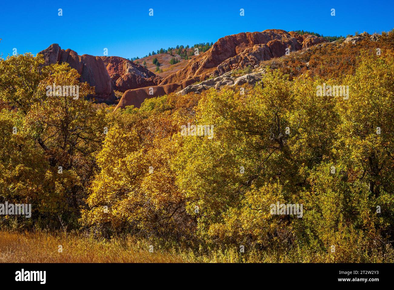 Autumn colors highlighted against the red rocks and blue sky in ...