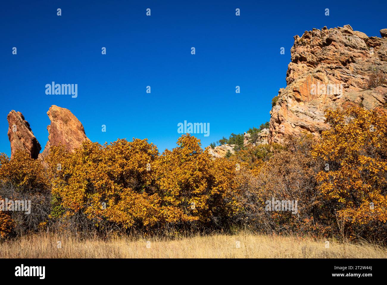 Autumn colors highlighted against the red rocks and blue sky in ...