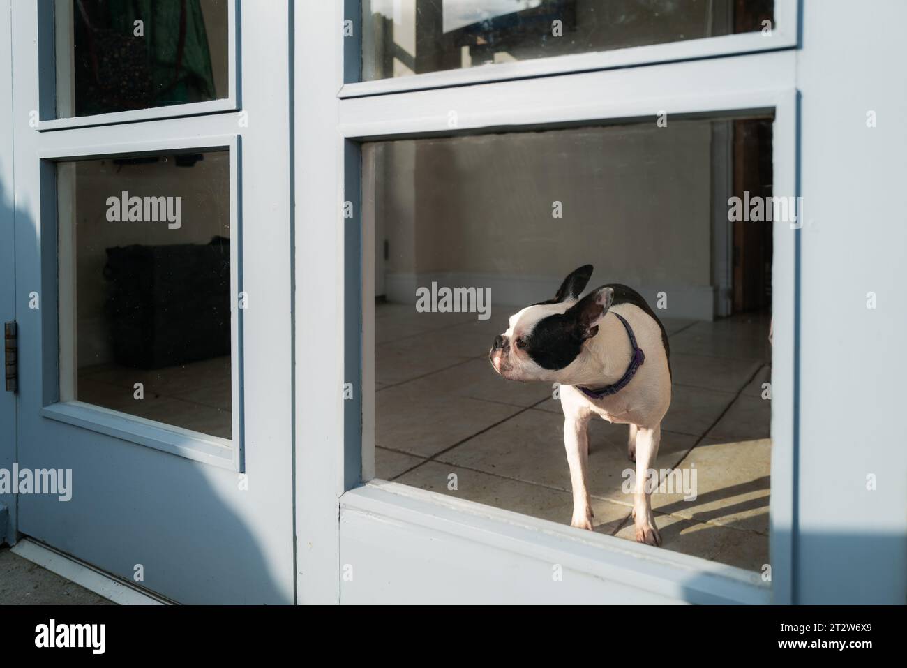 Boston Terrier dog inside a house looking out of a window in a French ...