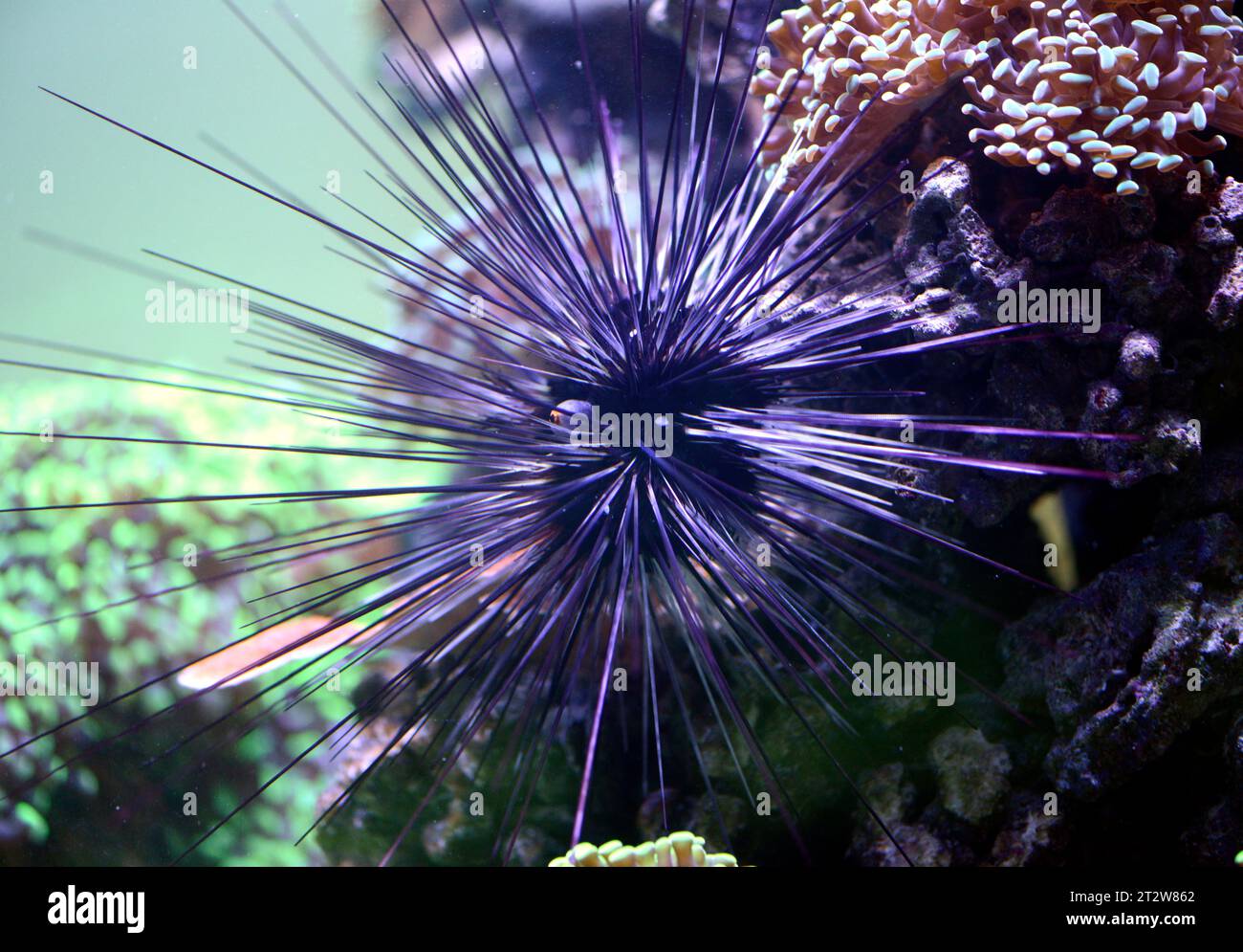 Sea urchin - Echinoidea Stock Photo - Alamy