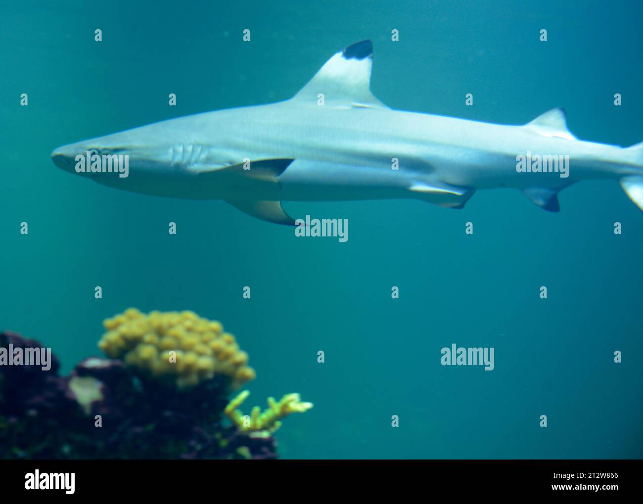 blacktip reef shark (Carcharhinus melanopterus Stock Photo - Alamy