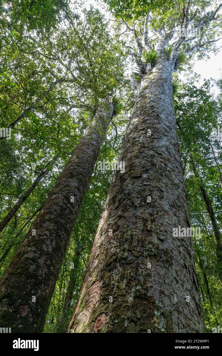 Kauri trees hi-res stock photography and images - Alamy