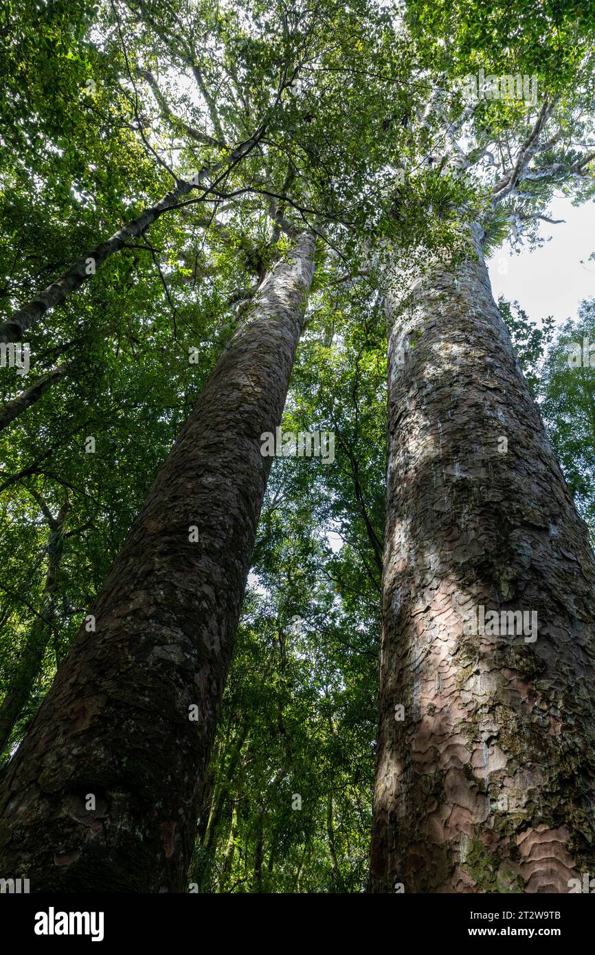 Kauri Trees In the north island of New Zealand Stock Photo - Alamy