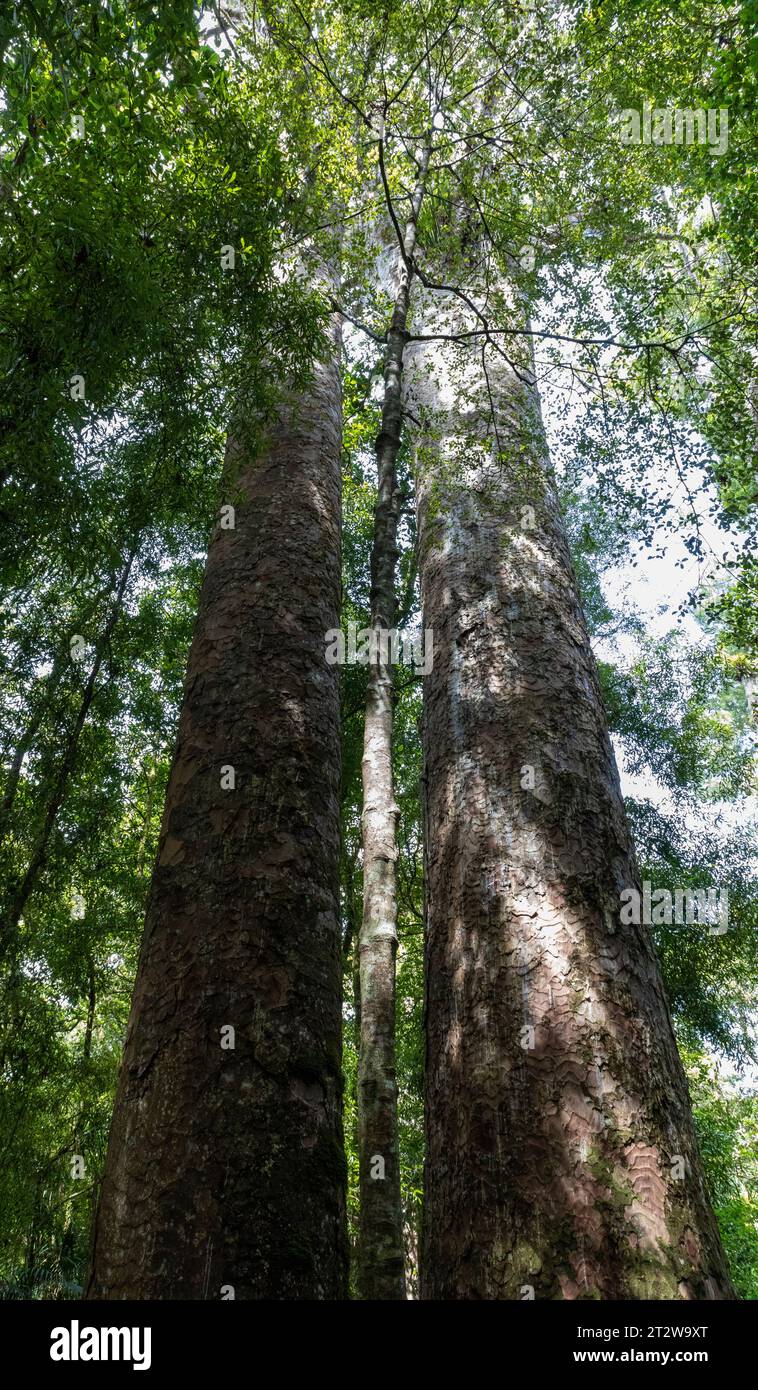 Kauri Trees In the north island of New Zealand Stock Photo - Alamy