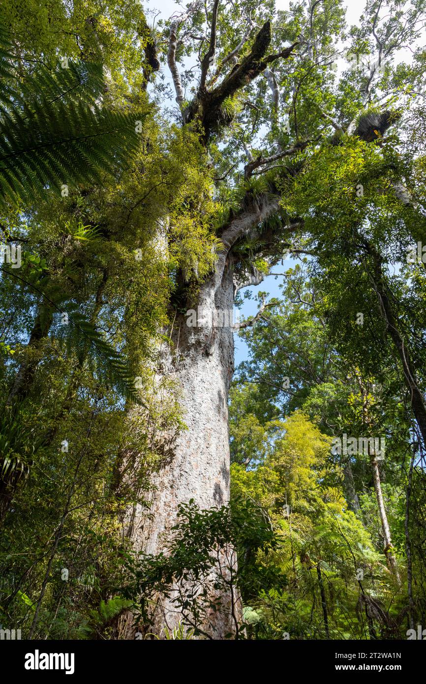Kauri Trees In the north island of New Zealand Stock Photo - Alamy
