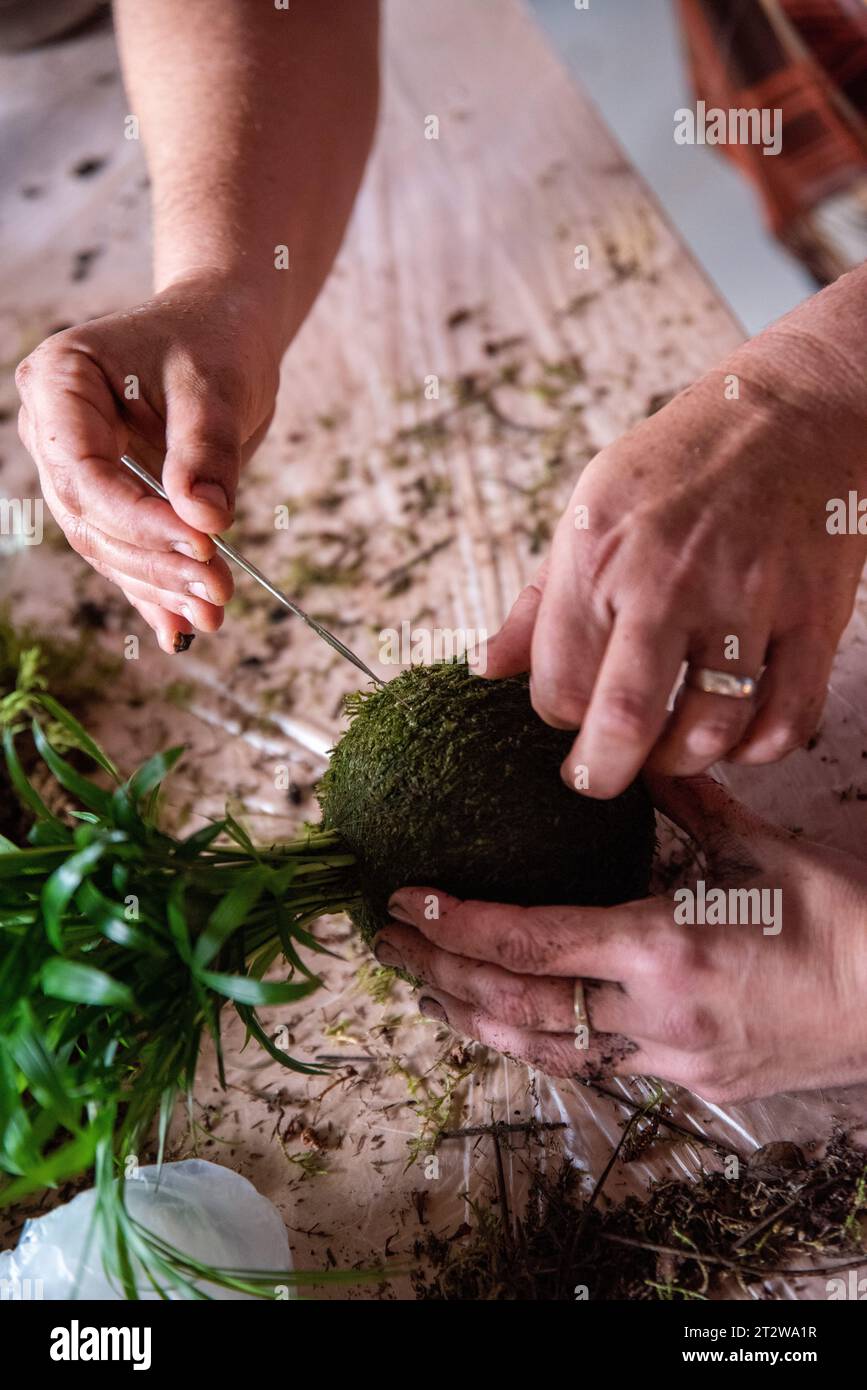 Plant cradling hi-res stock photography and images - Alamy