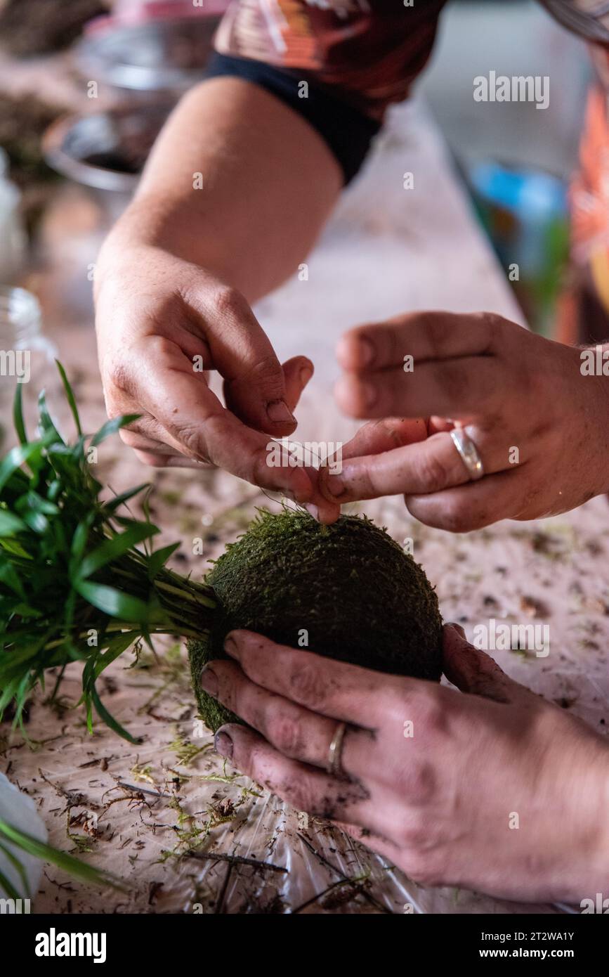 Wrapping plant hi-res stock photography and images - Alamy