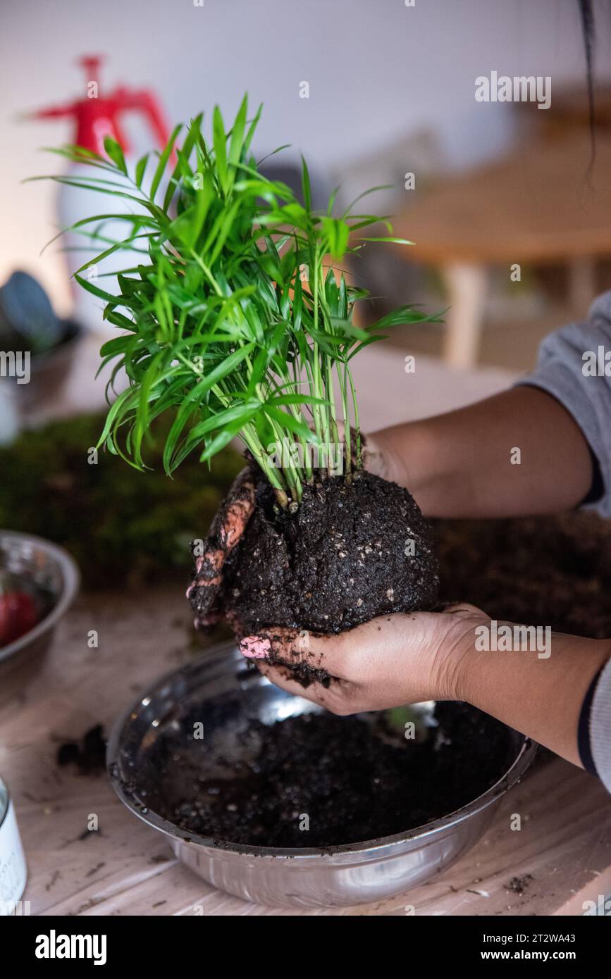 In this captivating scene, caring hands delicately cradle an Areca Palm ...