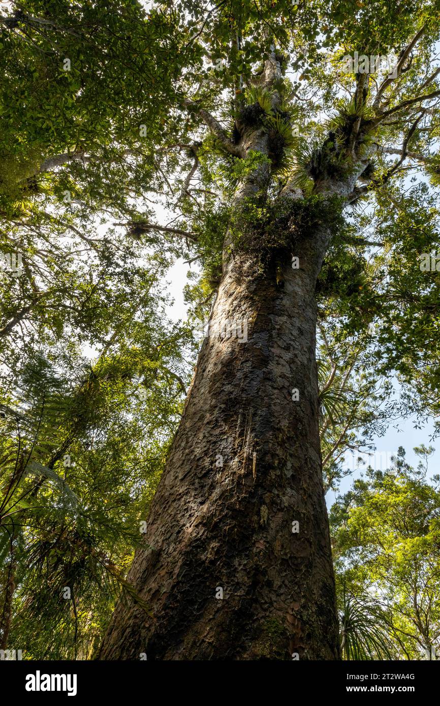 Kauri Trees In the north island of New Zealand Stock Photo - Alamy