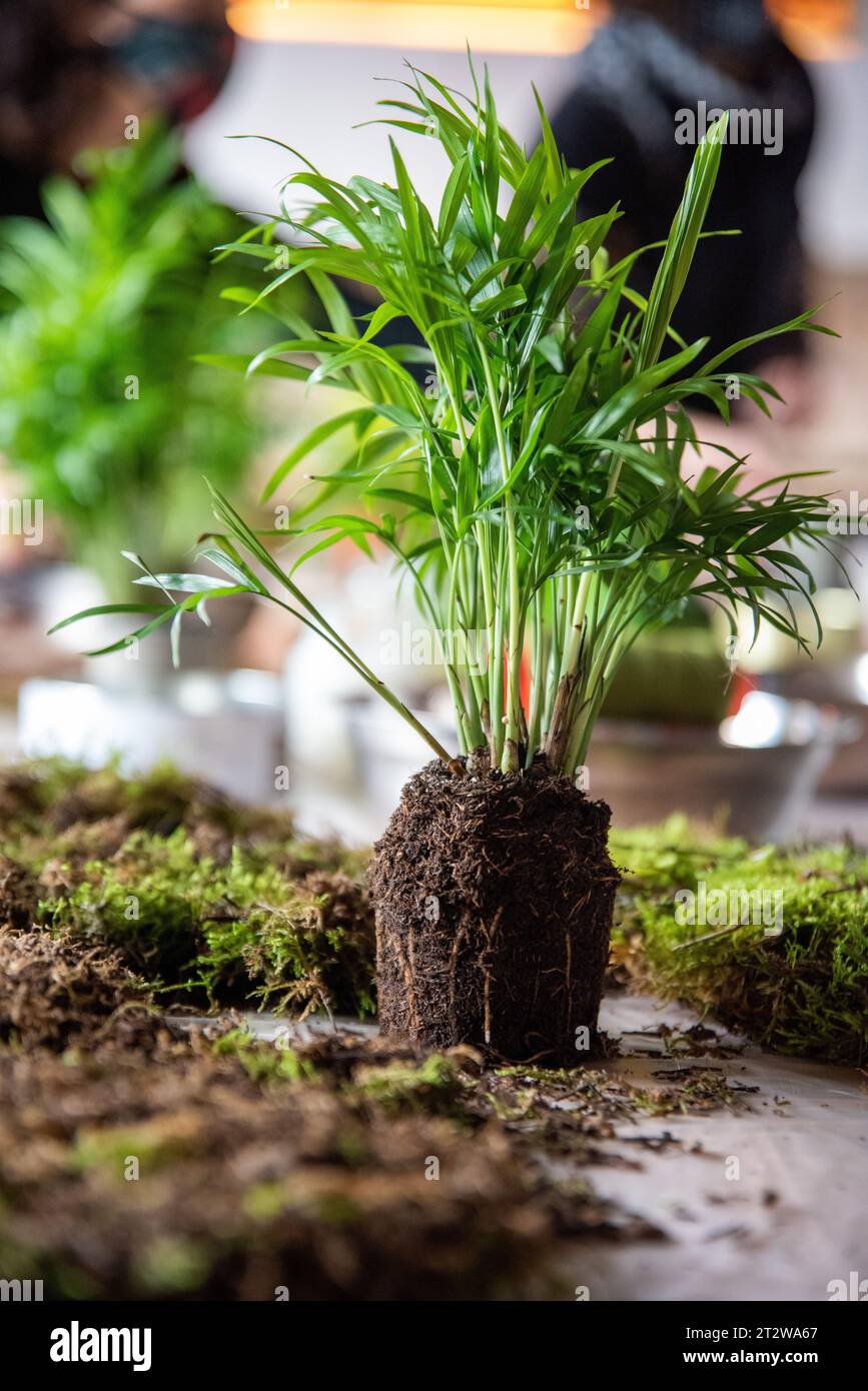 In this captivating scene, an Areca Palm sits upon a table of lush moss ...
