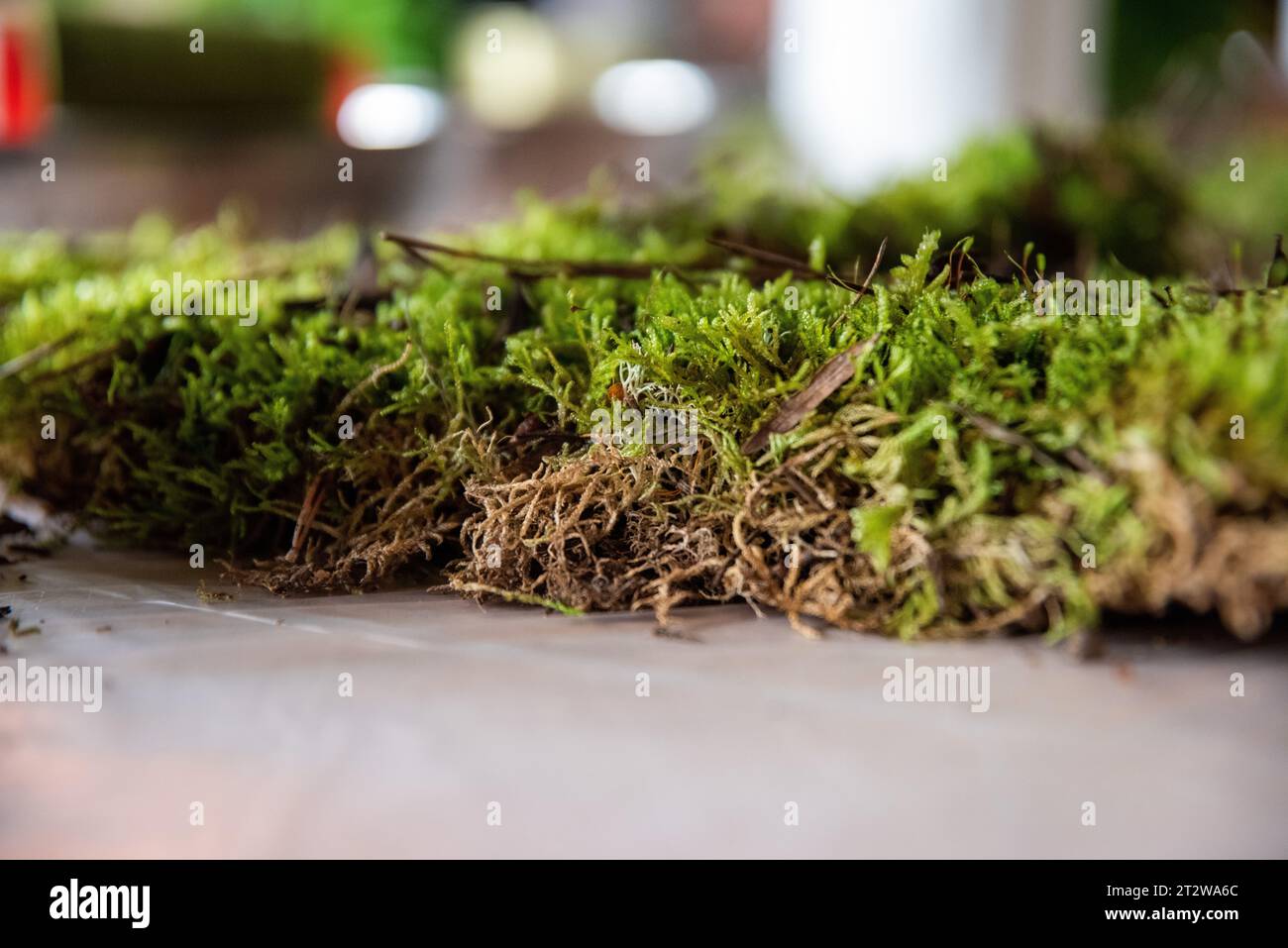 In this enchanting scene, the delicate beauty of nature takes center ...