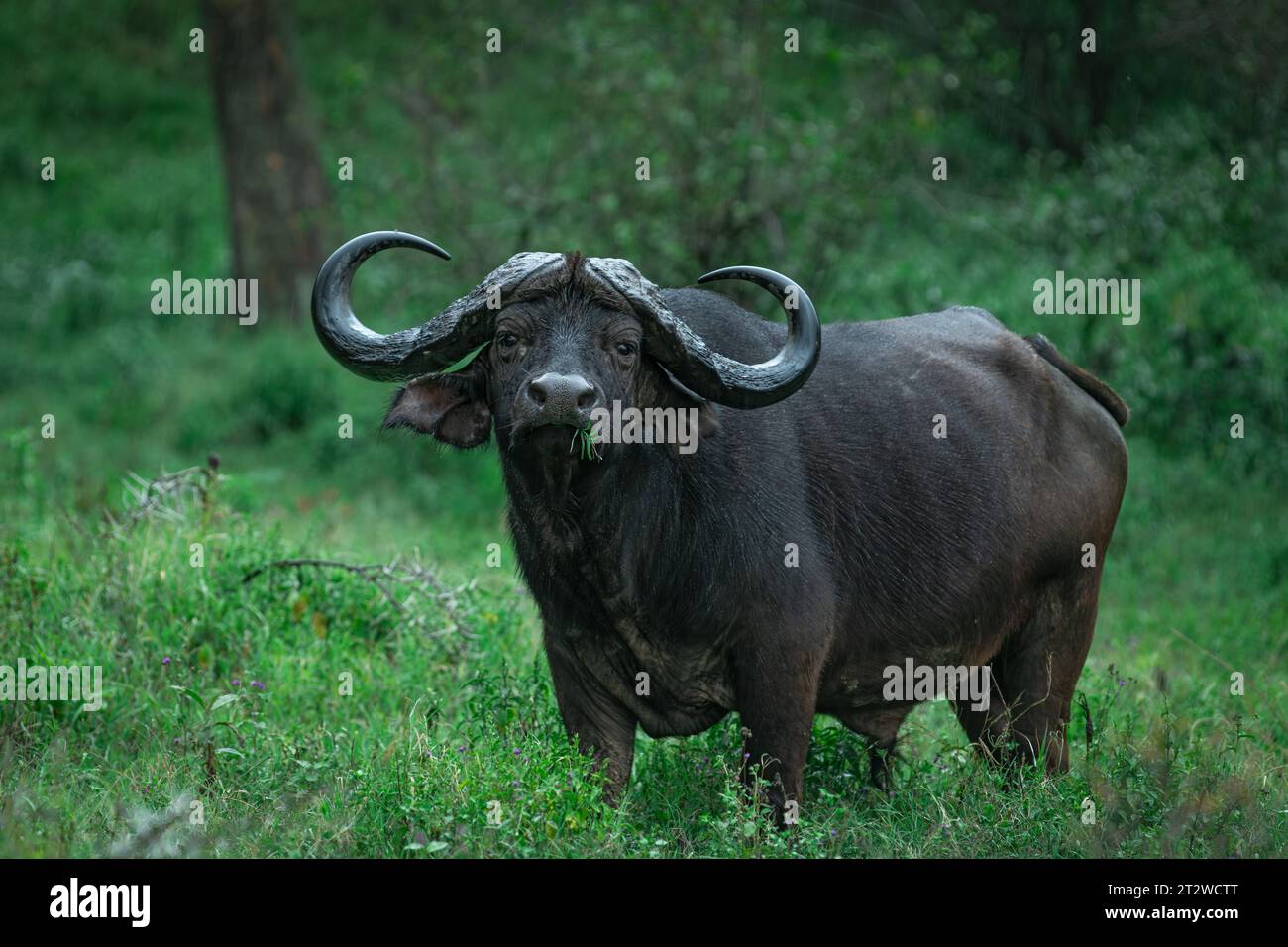 Cape buffalo male looking while grazing on a rainy evening at Lake ...