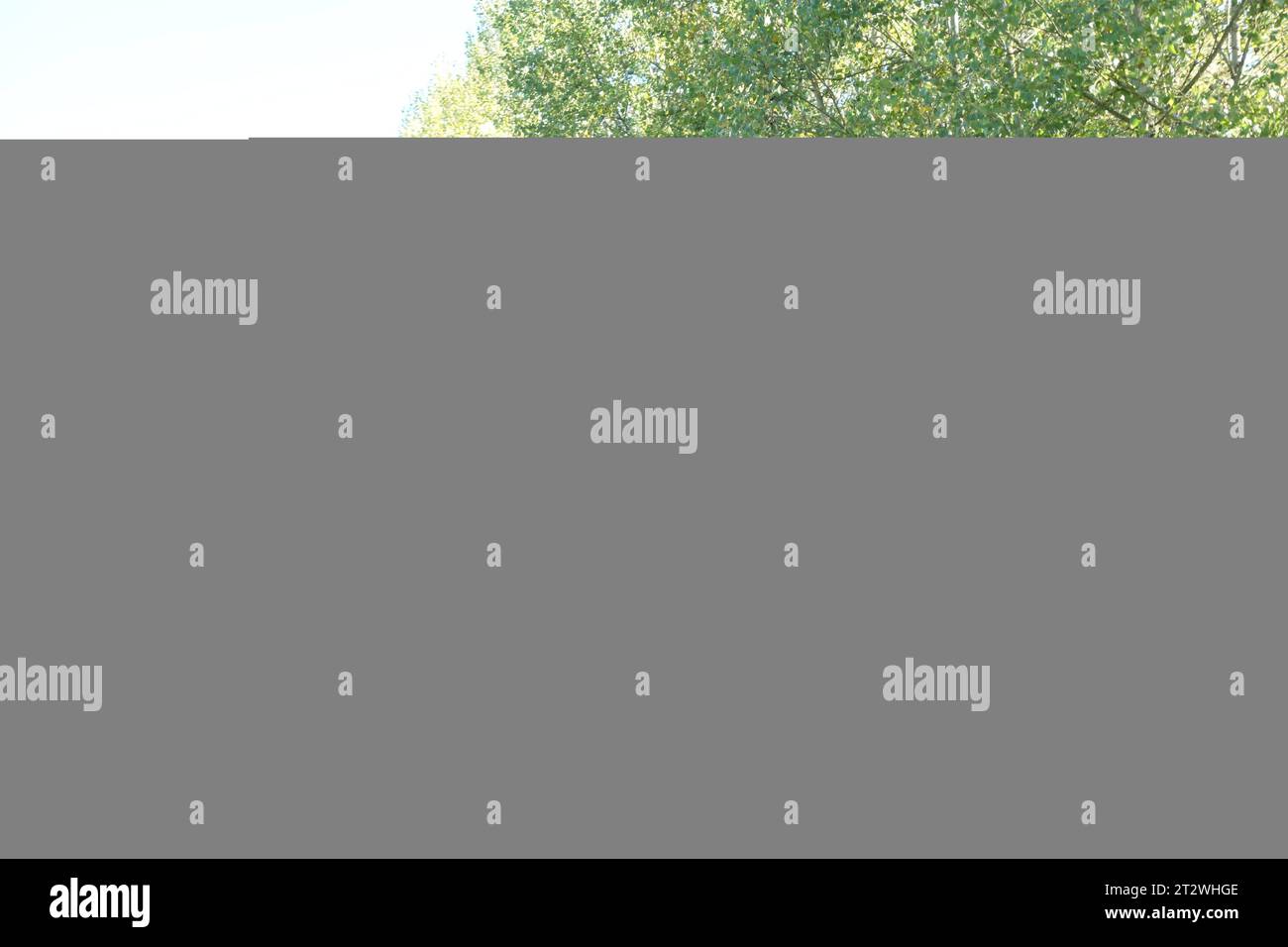 Short rotation plantation hi-res stock photography and images - Alamy