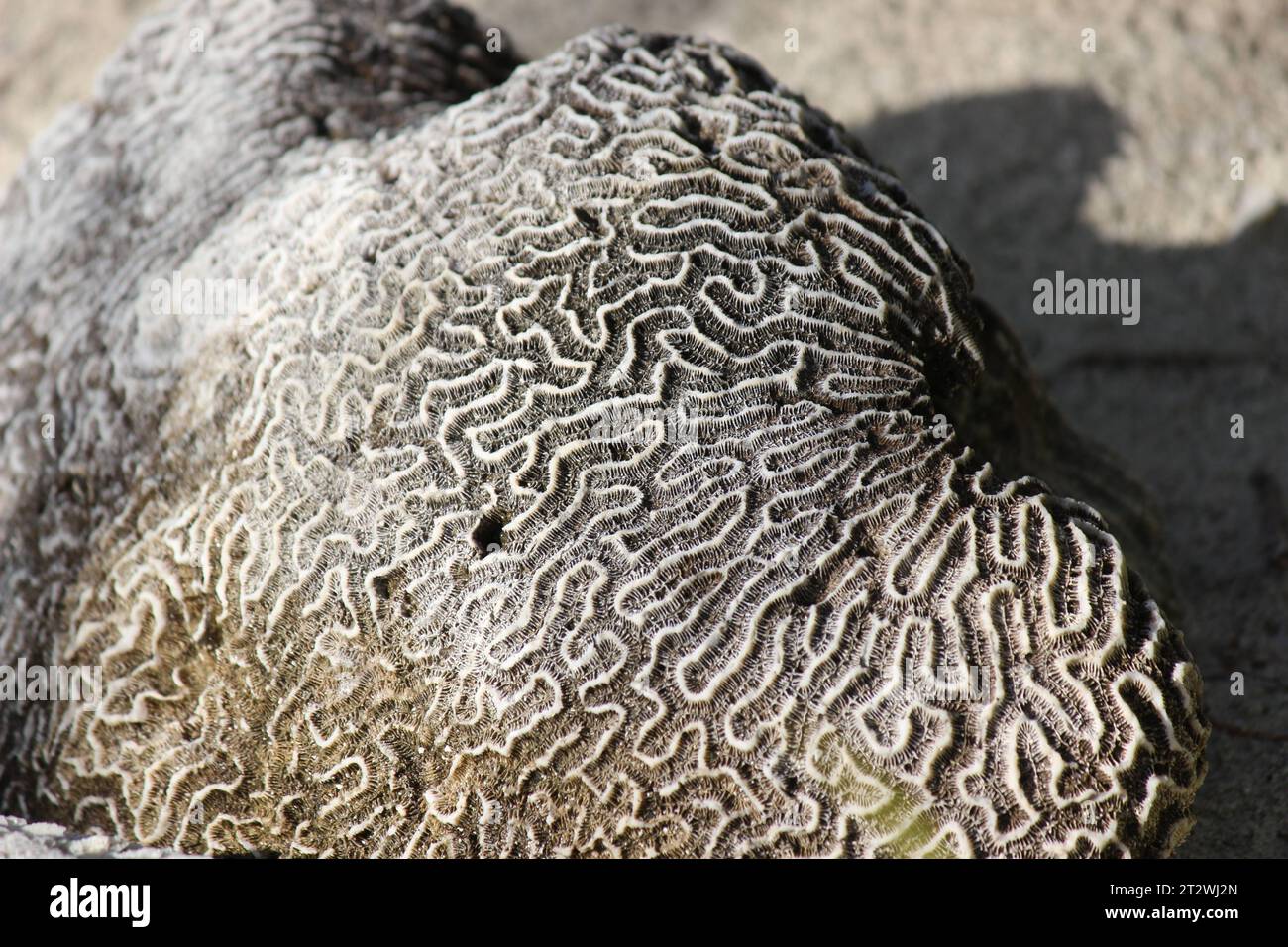 The Coral Riff In An Maritime Area Is Important The Coral Riff In An ...