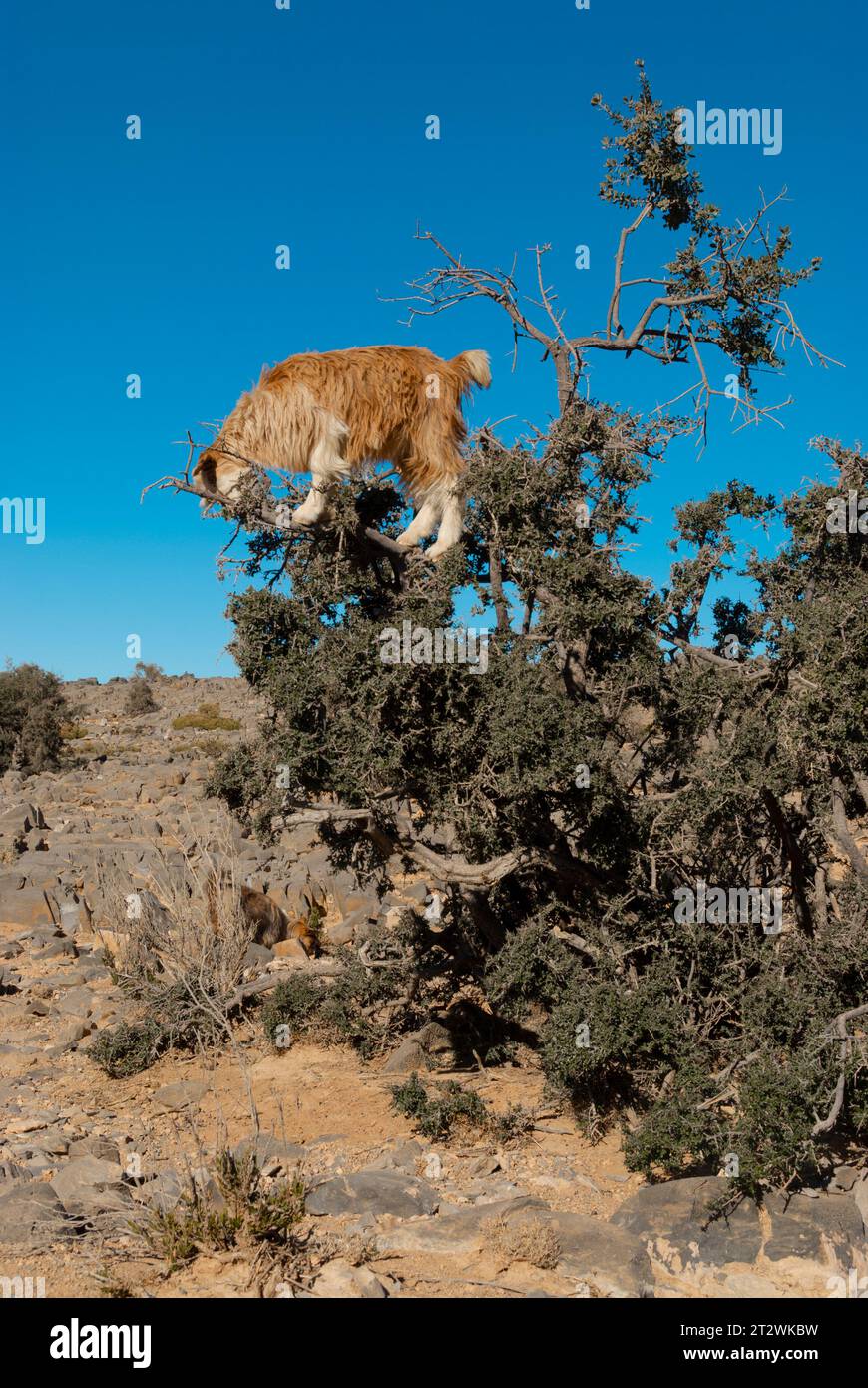 Cheeky hairy goats climb the thorn trees for fresh leaves near Jebel ...