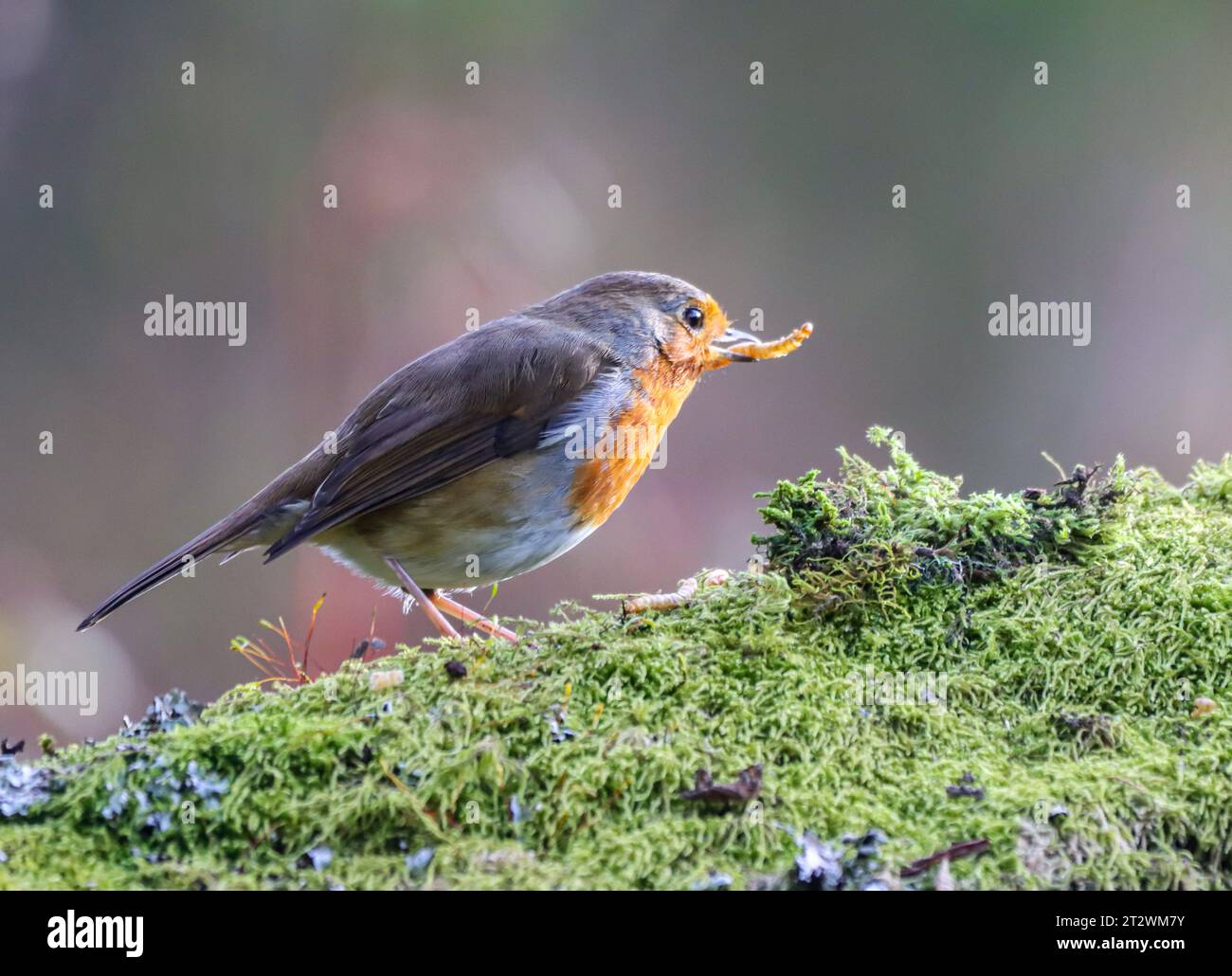 A graceful European robin (Erithacus rubecula) eating mealworm perched ...