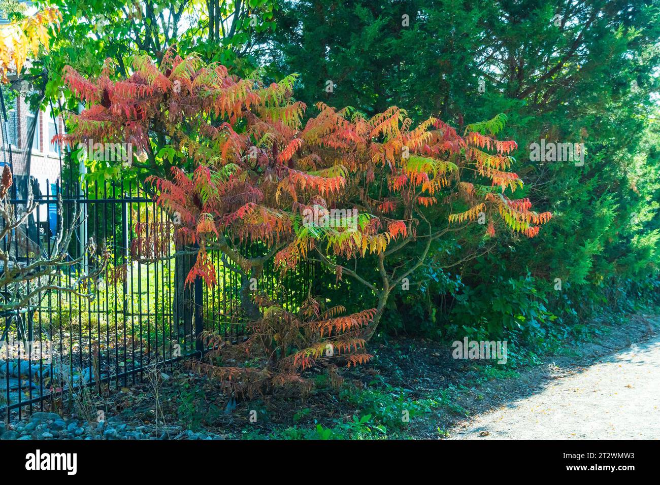 Decorative tree in bonsai style with sumac fruits Stock Photo - Alamy
