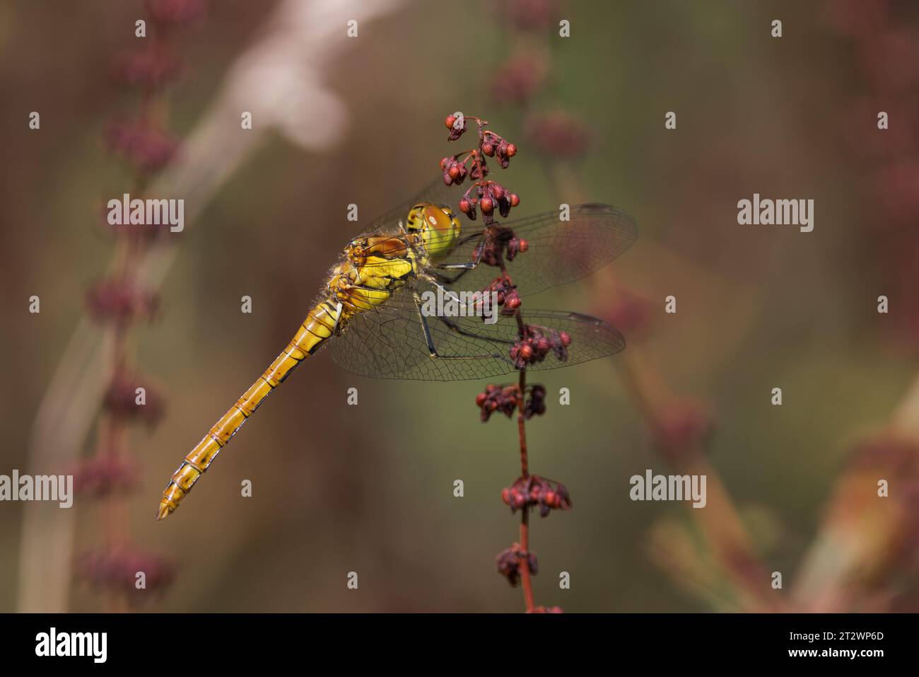 Ruddy Darter dragonfly [ Sympetrum sanguineum ] female insect on pond ...