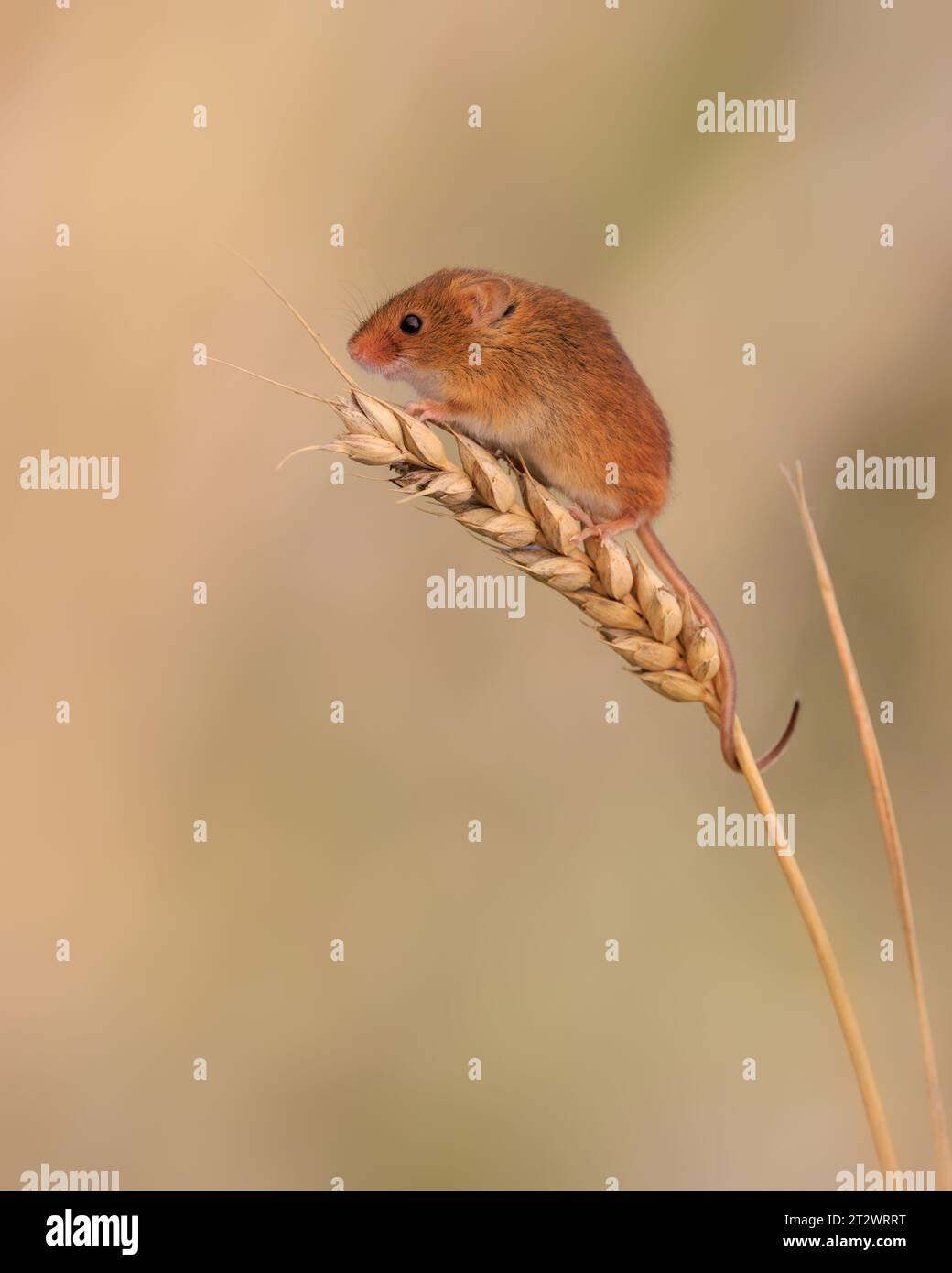 Eurasian Harvest Mouse [ Micromys minutus ] captive animal on ripe ...