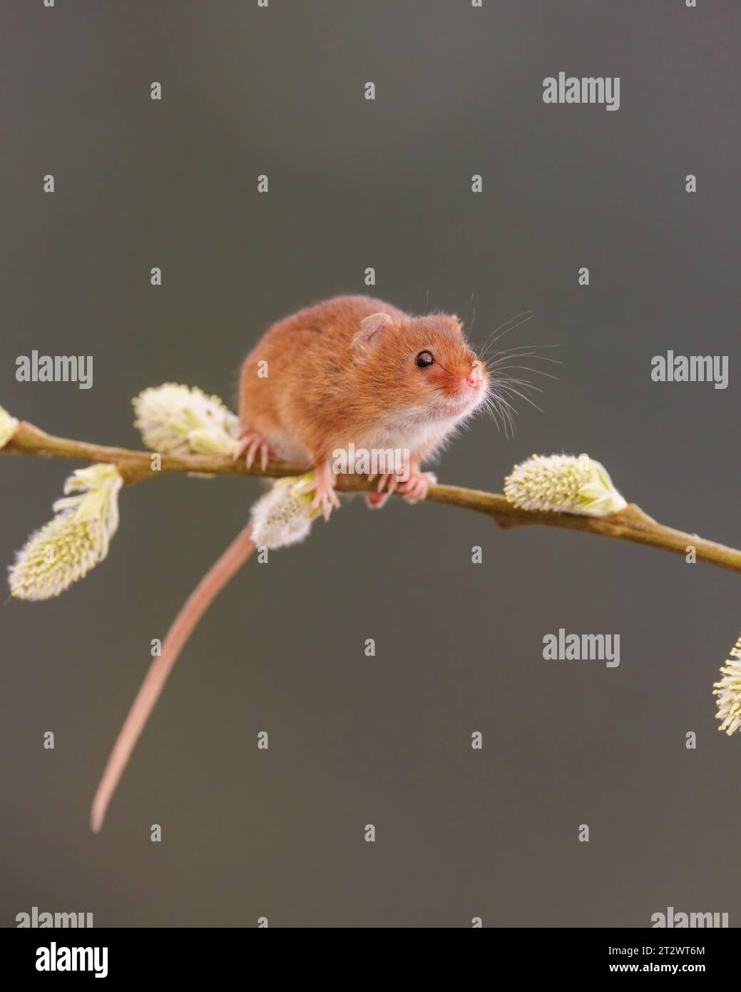 Eurasian Harvest Mouse [ Micromys minutus ] captive animal on willow ...